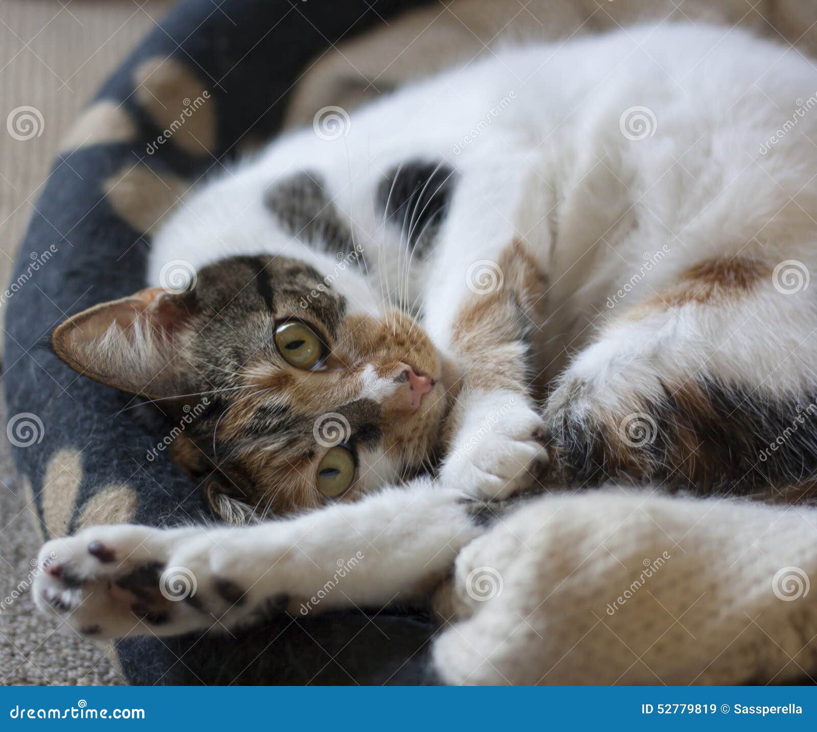 Tortoiseshell Calico Cat stock image. Image of feline - 52779819