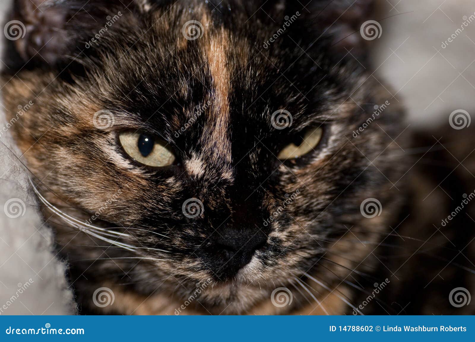 Tortoiseshell cat stock photo. Image of eyes, family - 14788602
