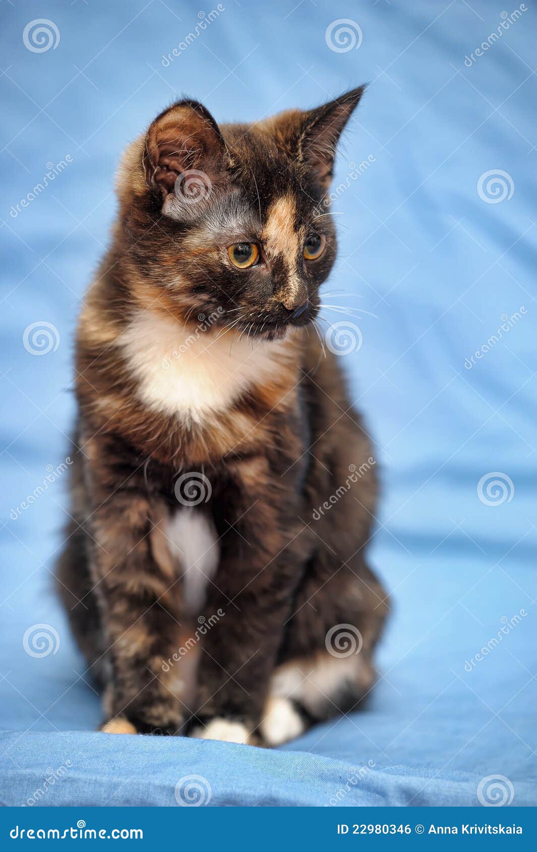 Tortoiseshell cat stock photo. Image of sitting, indoors - 22980346