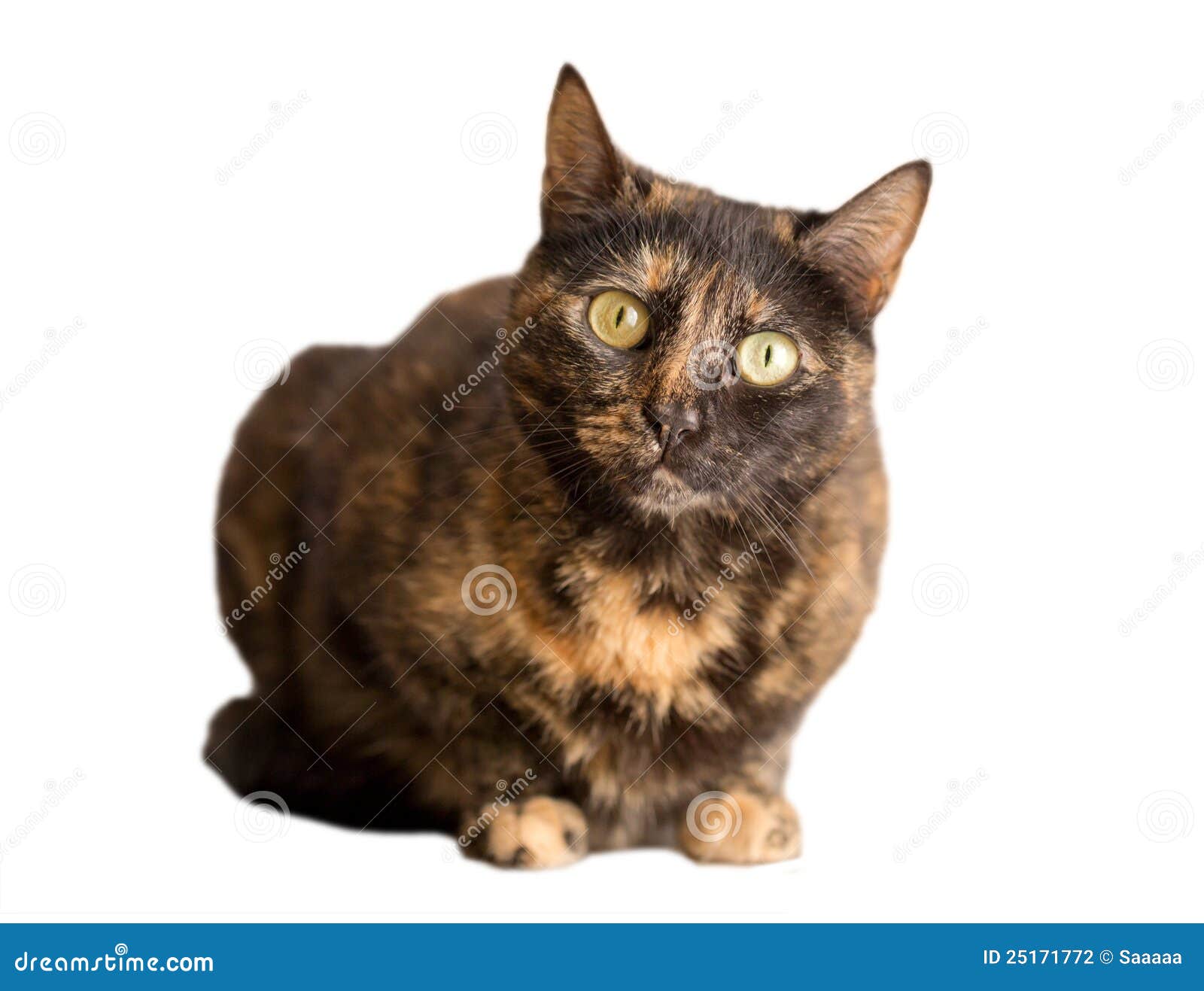 145 Carey Cat Stock Photos - Free & Royalty-Free Stock Photos from ...