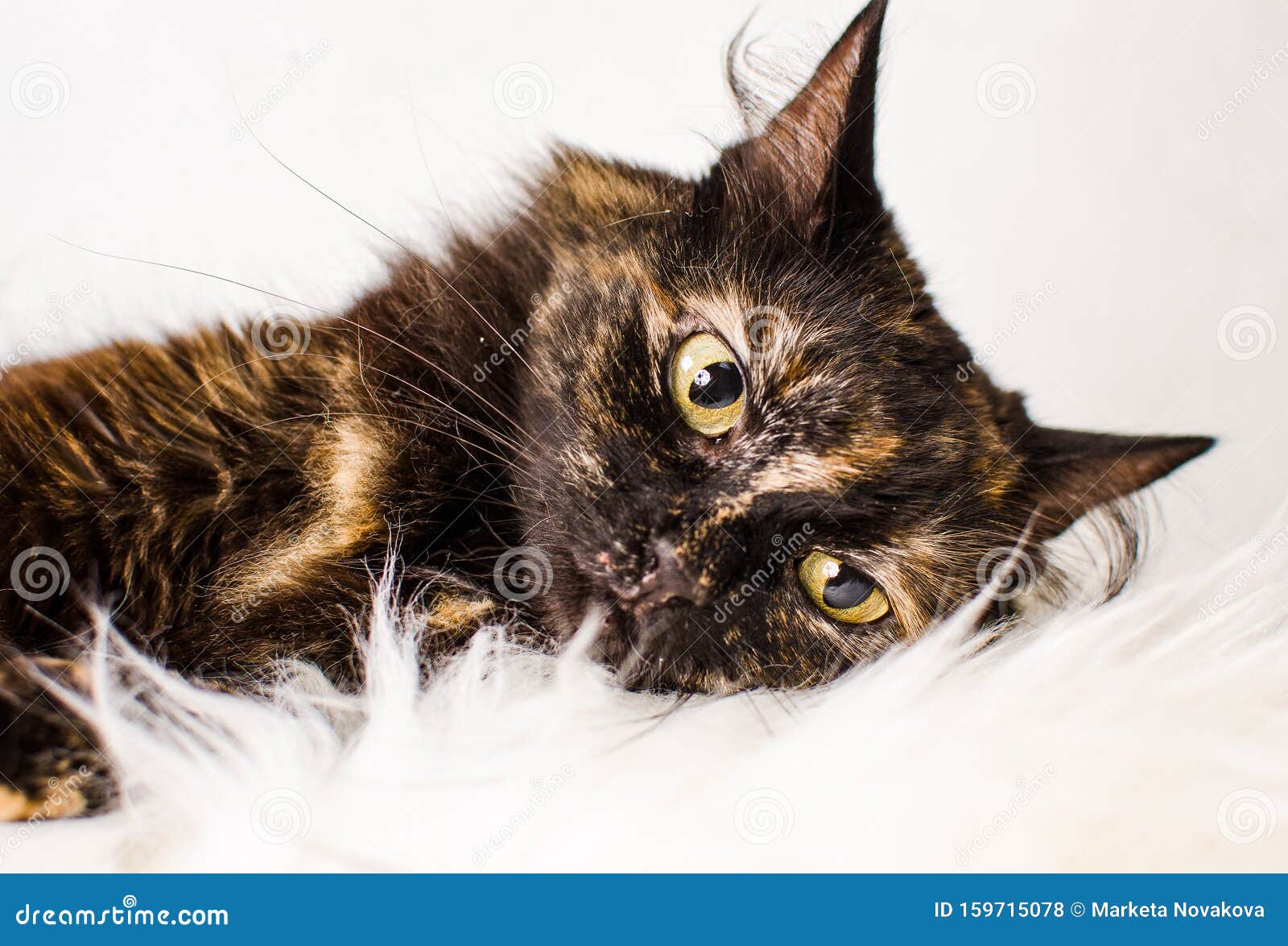 Tortoiseshell Cat with Angry Expression Lying on White Fake Fur with ...