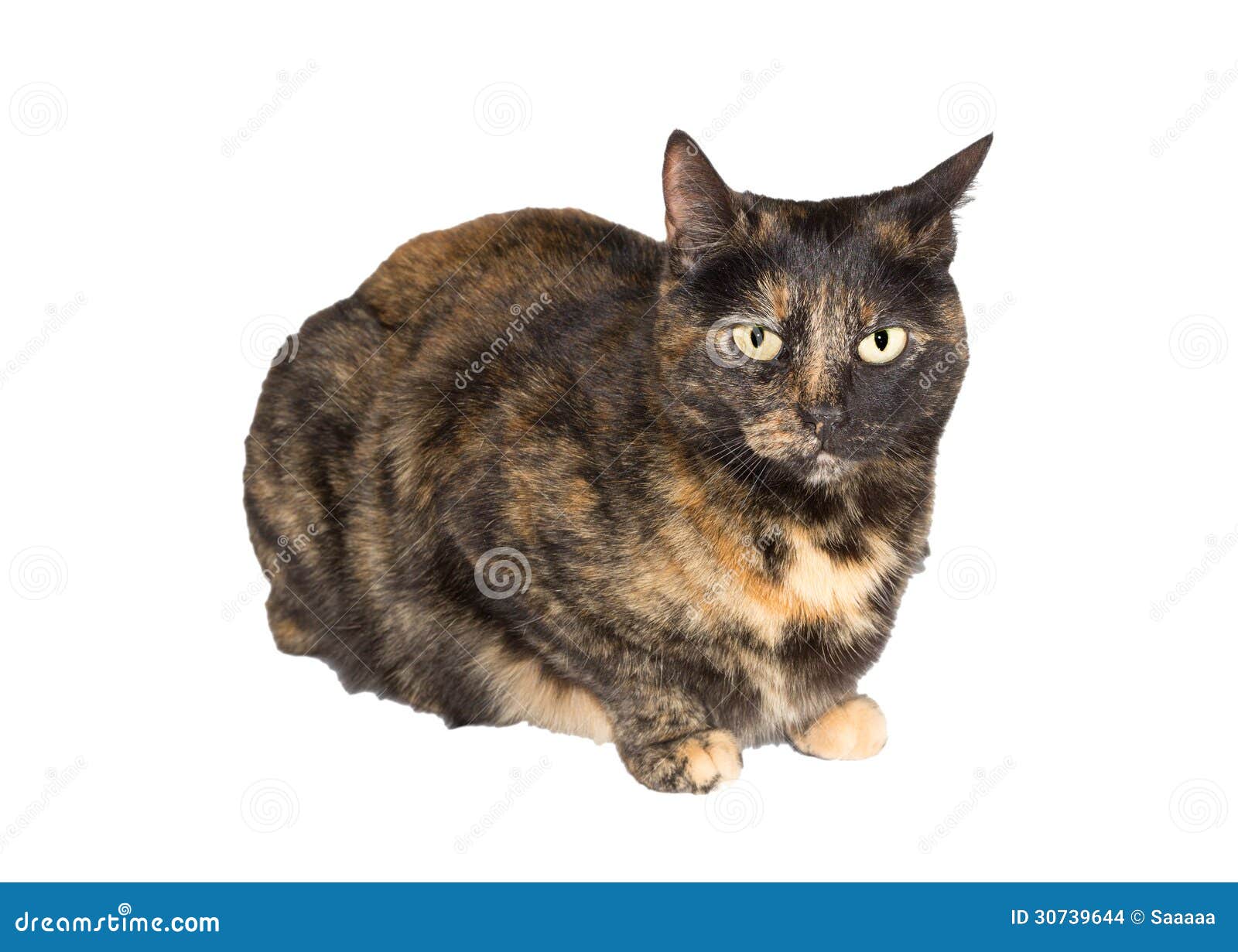 Tortoiseshell cat stock photo. Image of carey, closeup - 30739644