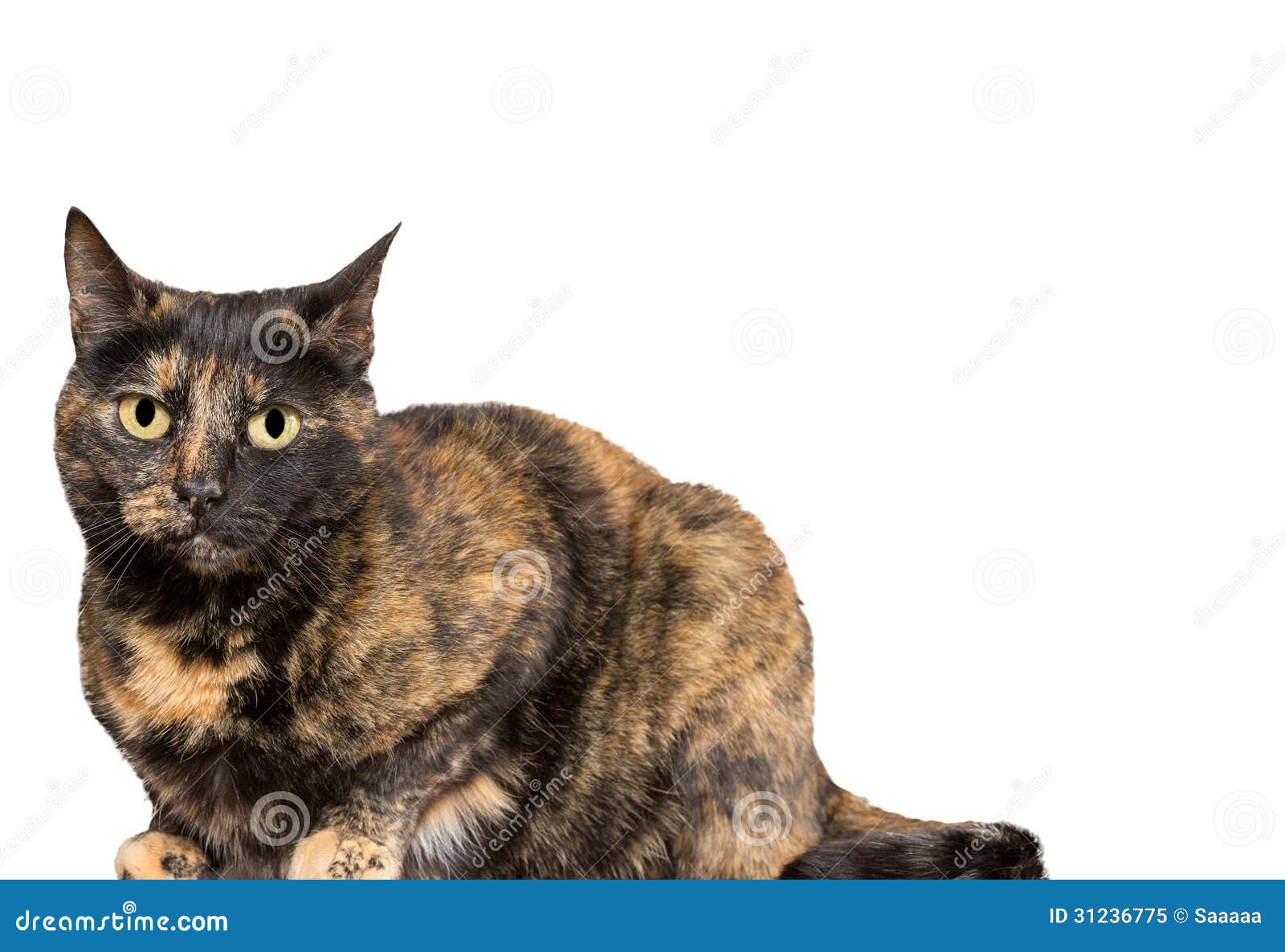 107 Carey Cat Photos - Free & Royalty-Free Stock Photos from Dreamstime