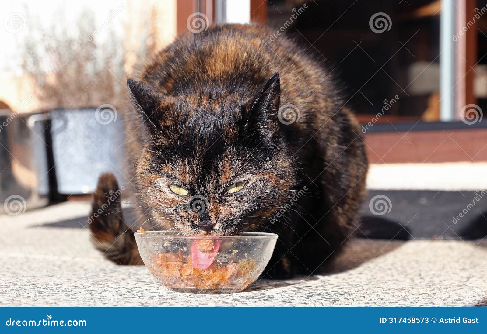 A Tortoiseshell Cat Eats Healthy Delicious Cat Food Stock Image - Image ...