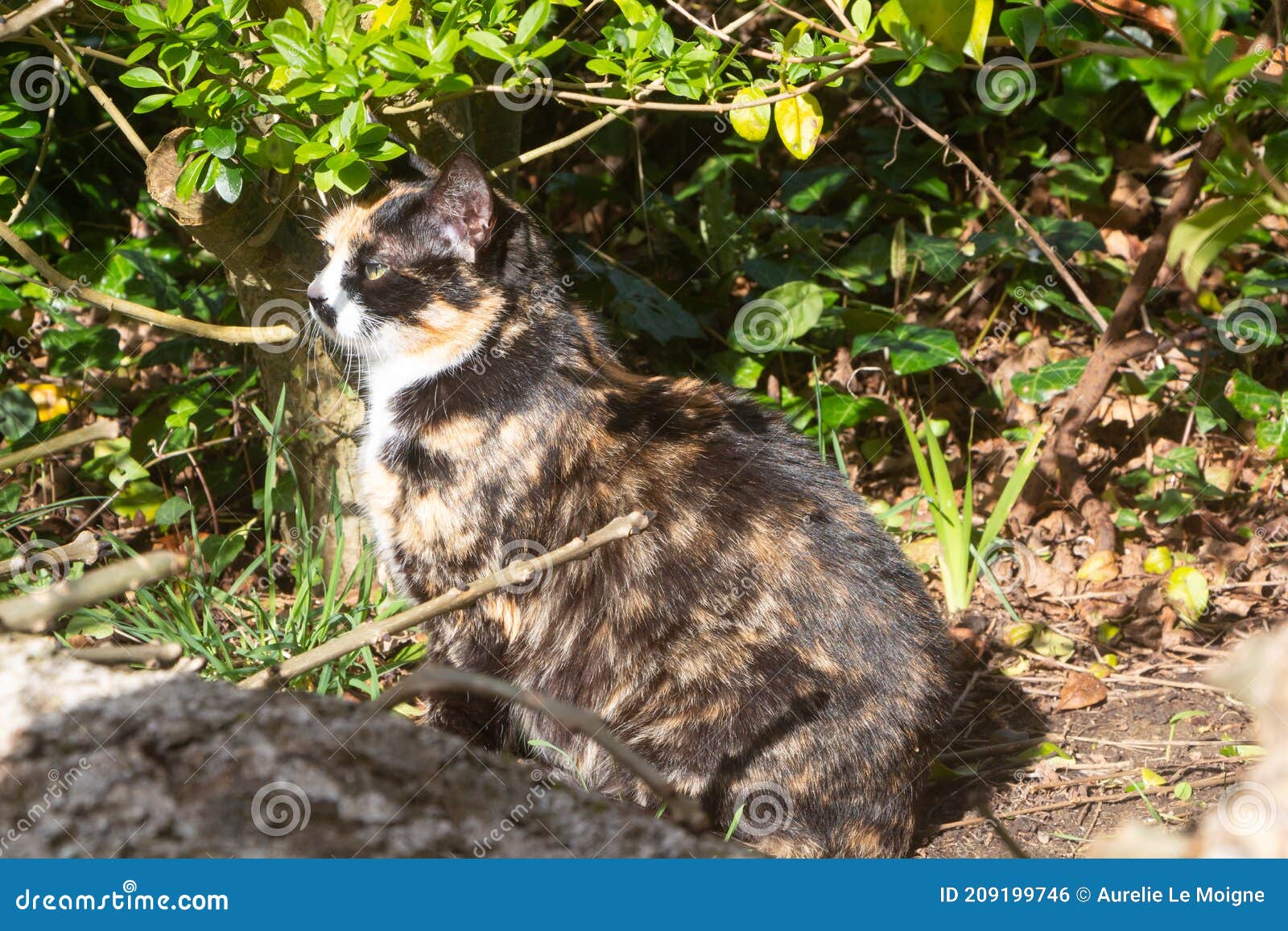 Tortoiseshell Cat in a Garden Stock Photo - Image of hedge, sitting ...