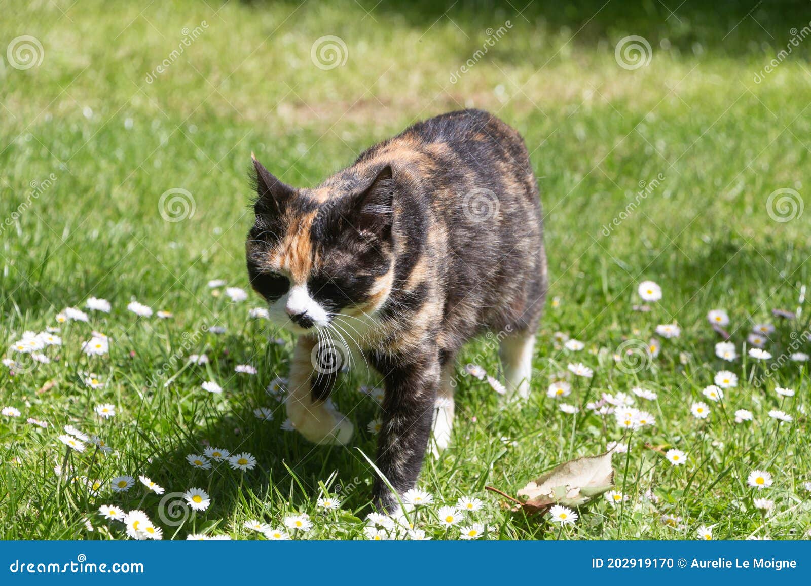 Tortoiseshell Cat in a Garden Stock Photo - Image of feline, head ...