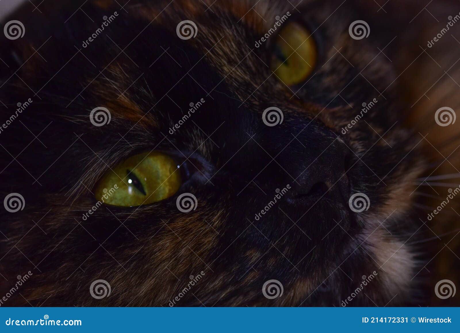 Tortoiseshell Cat with Green Eyes Stock Image - Image of mammal ...