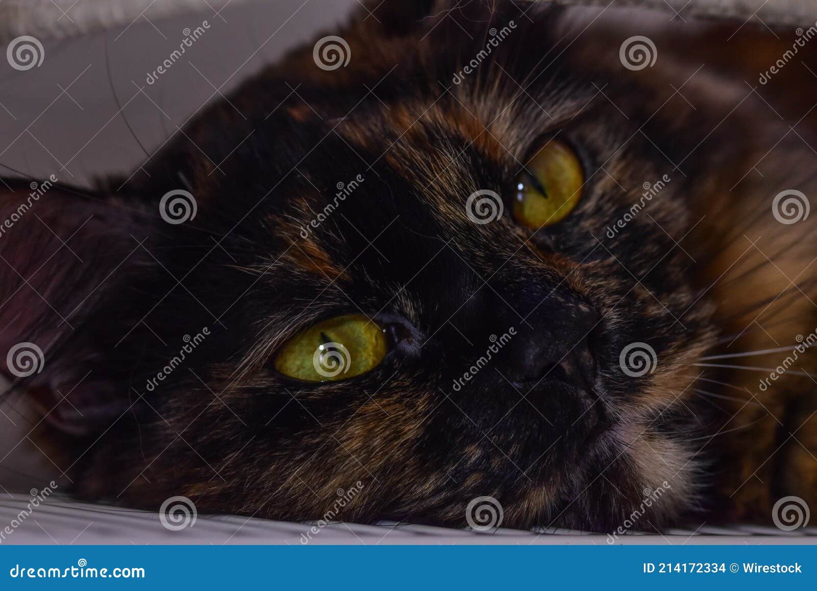 Tortoiseshell Cat with Green Eyes Stock Photo - Image of species ...