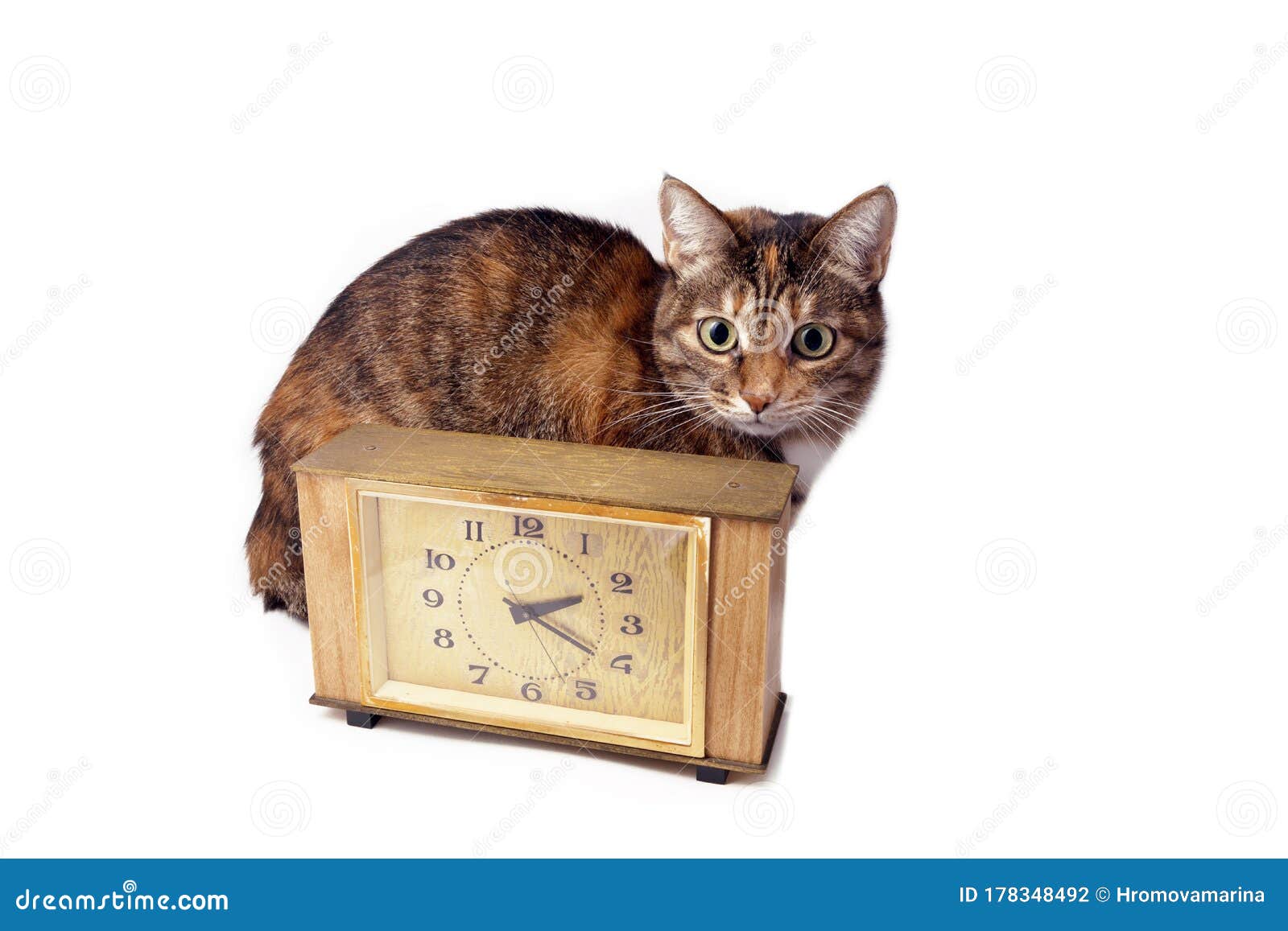 A Tortoiseshell Cat is Hiding Behind a Table Clock, Isolated on a White ...