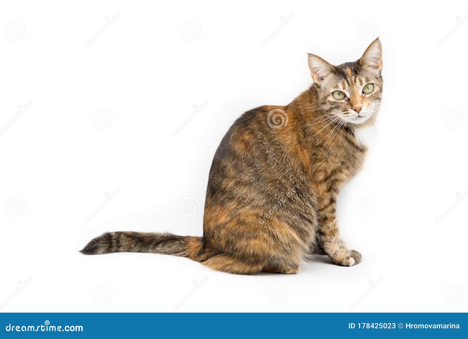 A Tortoiseshell Cat Isolated on a White Background Stock Image - Image ...