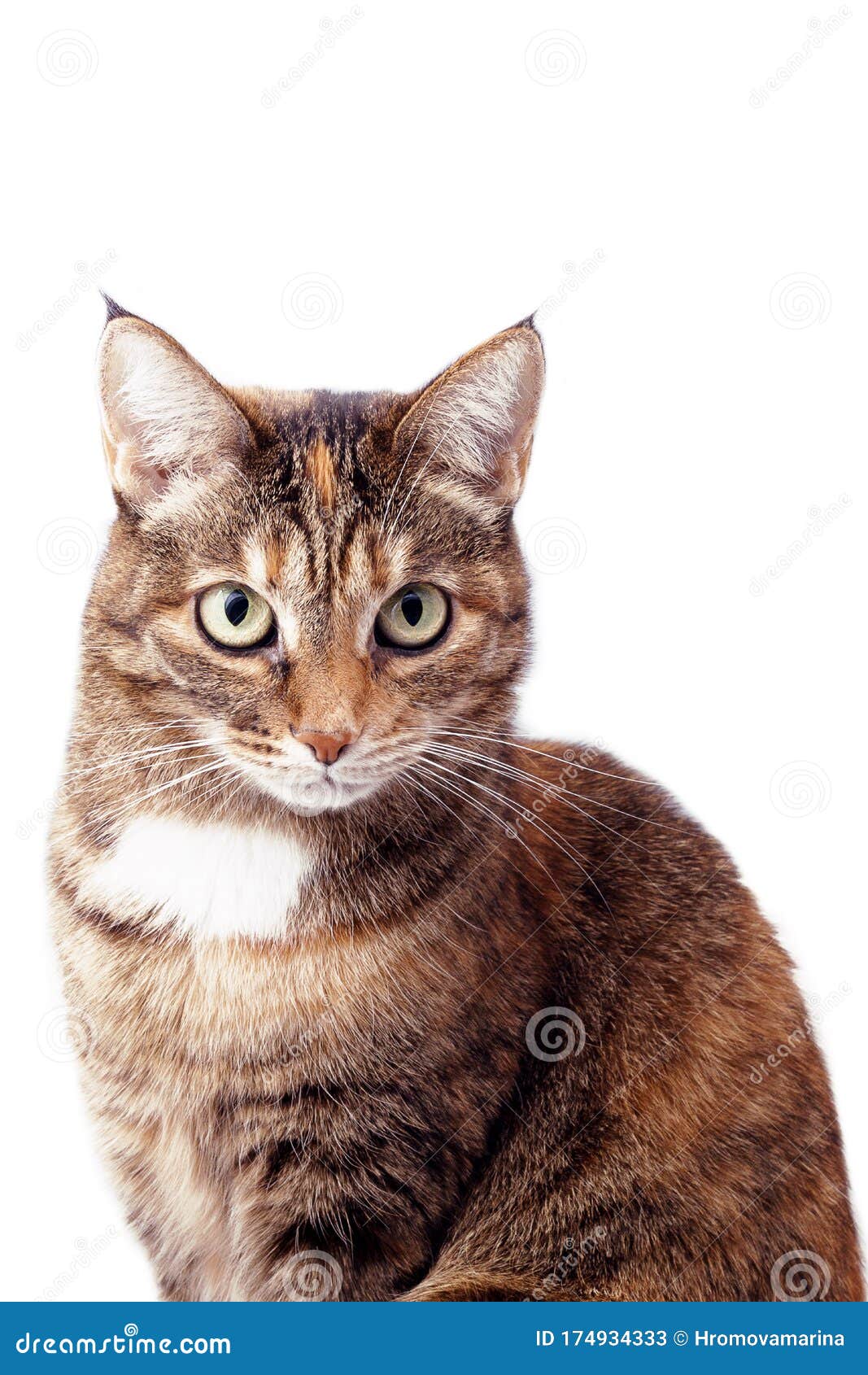 A Tortoiseshell Cat Isolated on a White Background Stock Image - Image ...