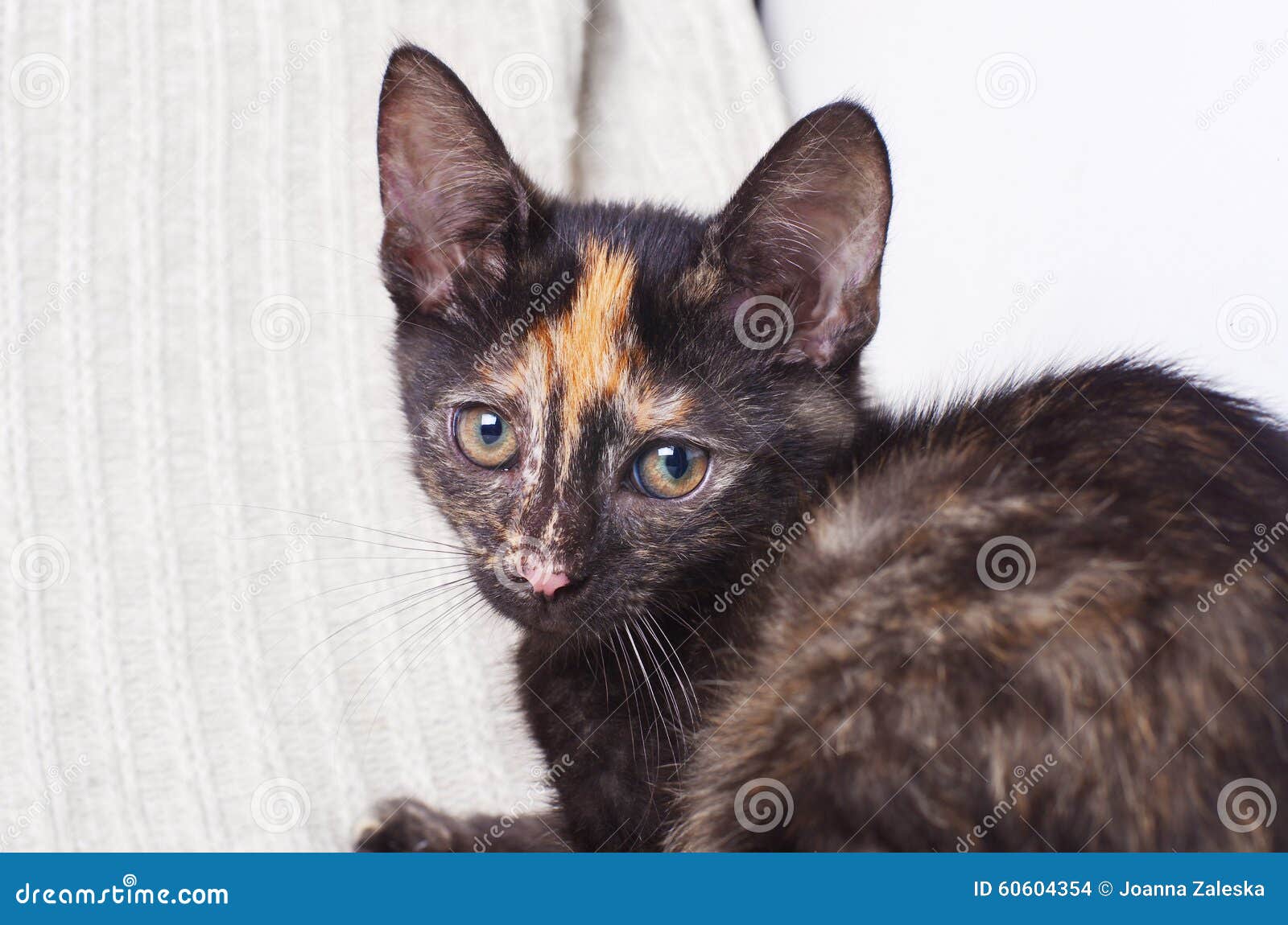 Tortoiseshell cat kitten stock photo. Image of young - 60604354