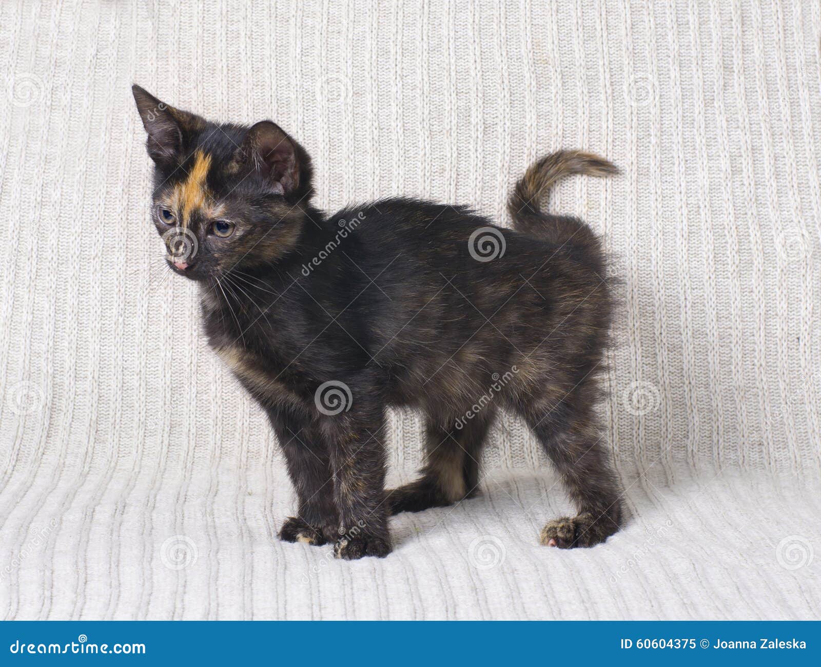 Light Tortoiseshell Kitten