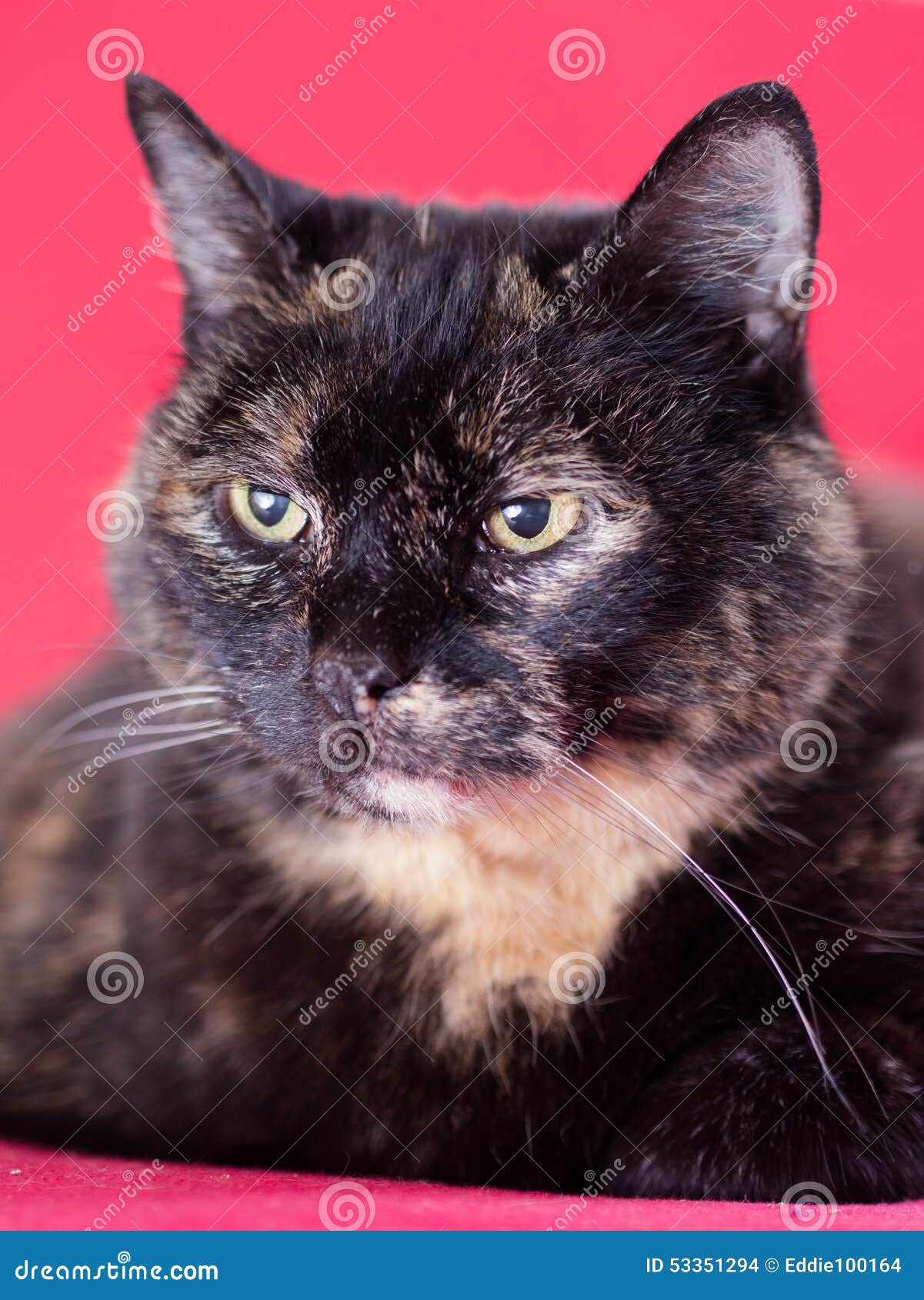 Tortoiseshell cat stock photo. Image of tortie, animals - 53351294