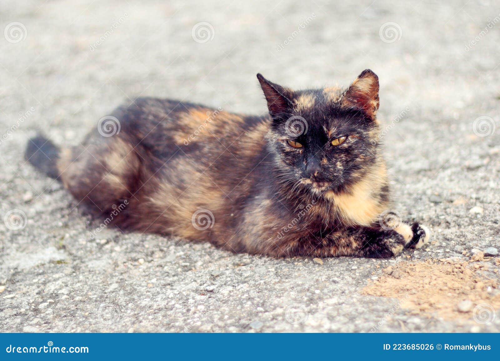 The Tortoiseshell Cat Lies on the Ground and Rests Stock Photo - Image ...