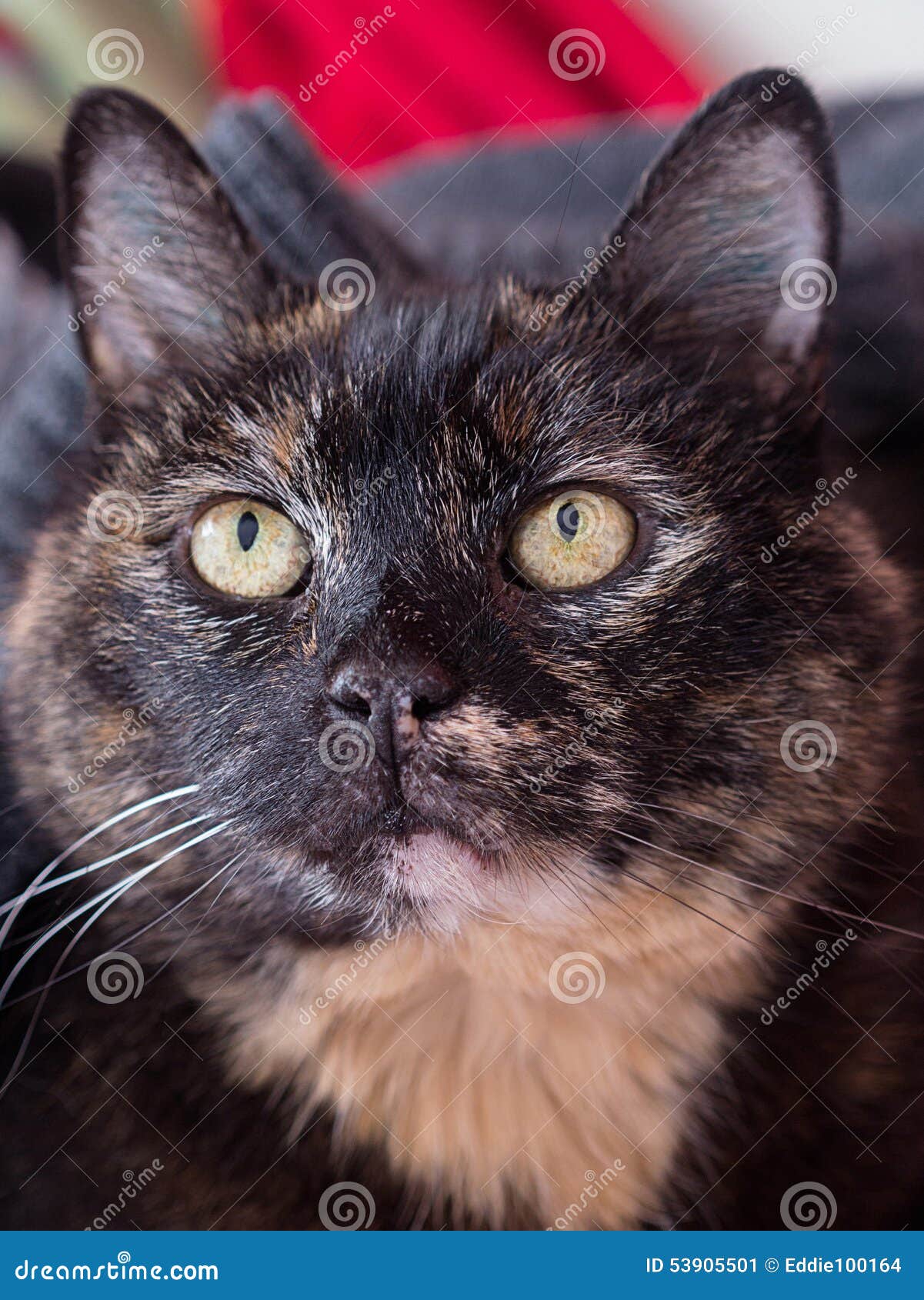 A tortoiseshell cat stock image. Image of pets, happily - 53905501