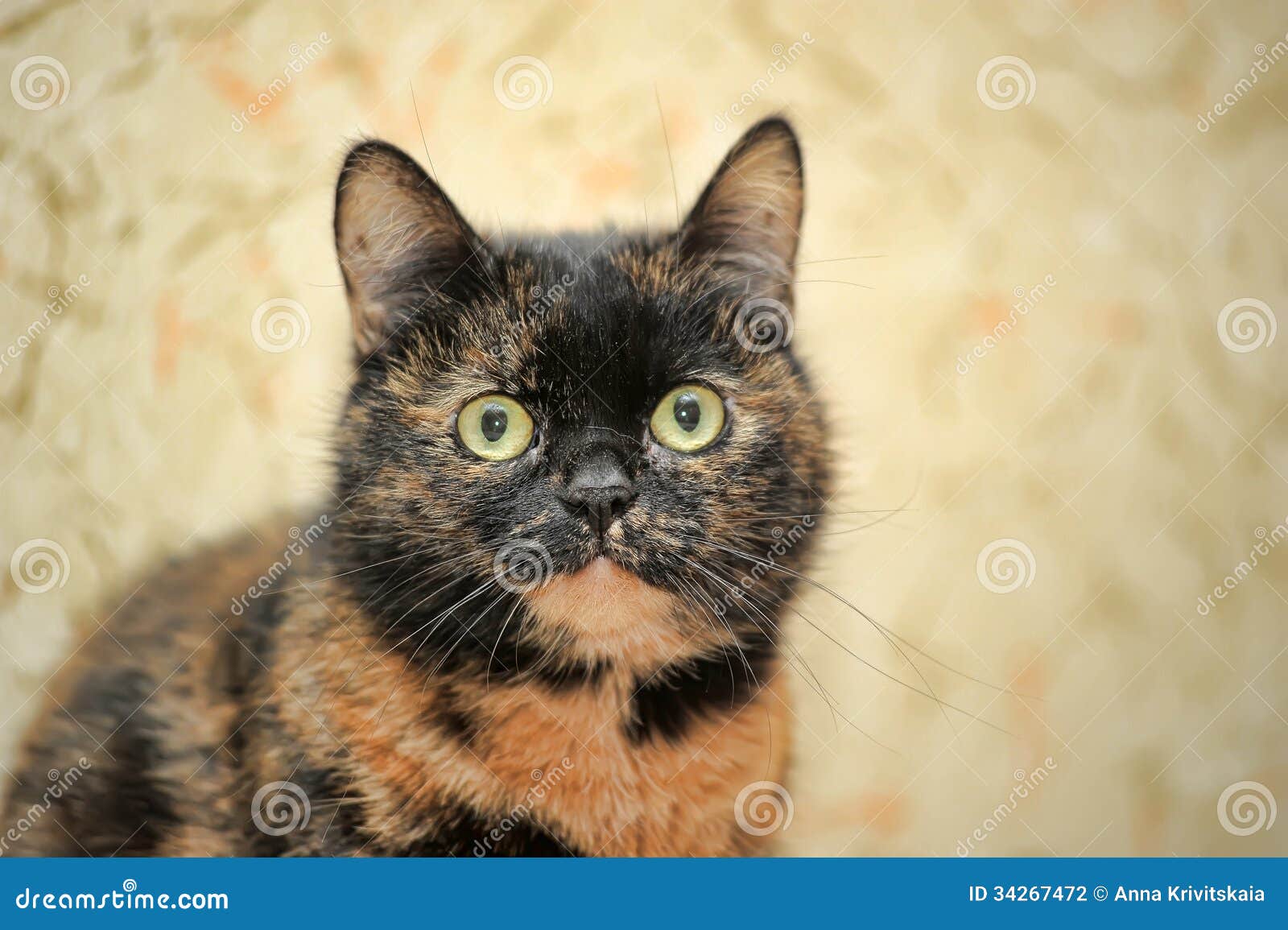 Tortoiseshell cat sits stock photo. Image of companion - 34267472