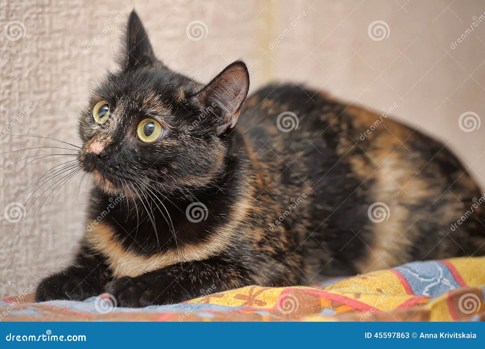 Tortoiseshell Cat Royalty-Free Stock Photography | CartoonDealer.com ...