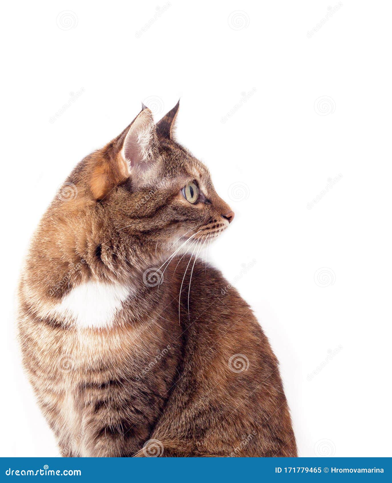 A Tortoiseshell Cat on a White Background Stock Image - Image of exotic ...