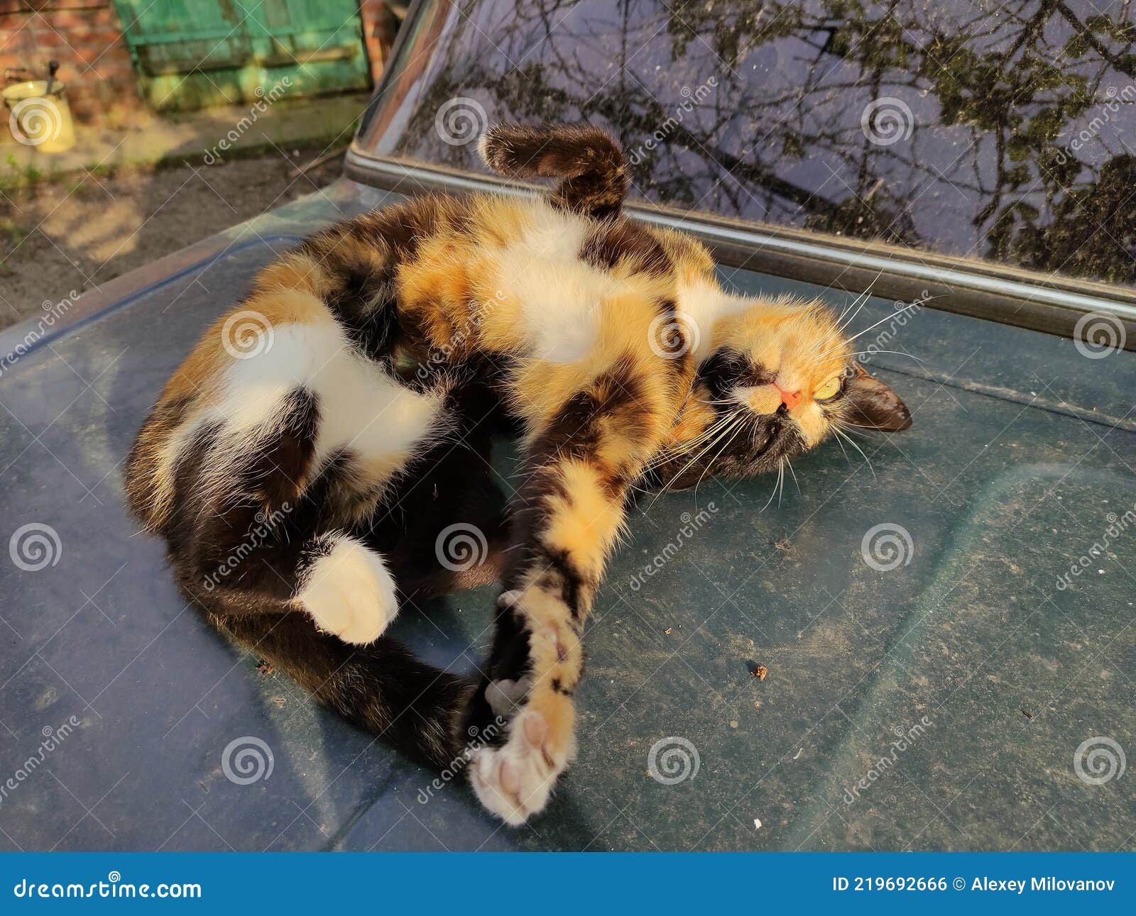 Tortoiseshell Cat with Yellow Eyes Lies on Its Side Stock Photo - Image ...