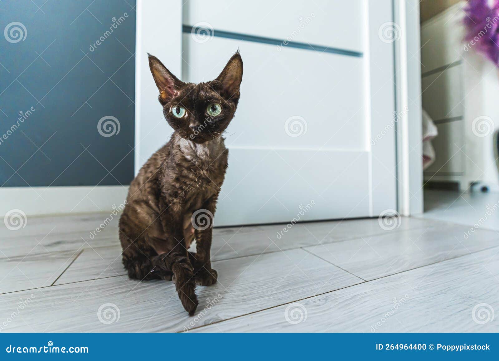 Tortoiseshell Devon Rex Cat Sitting on the Floor Stock Photo - Image of ...