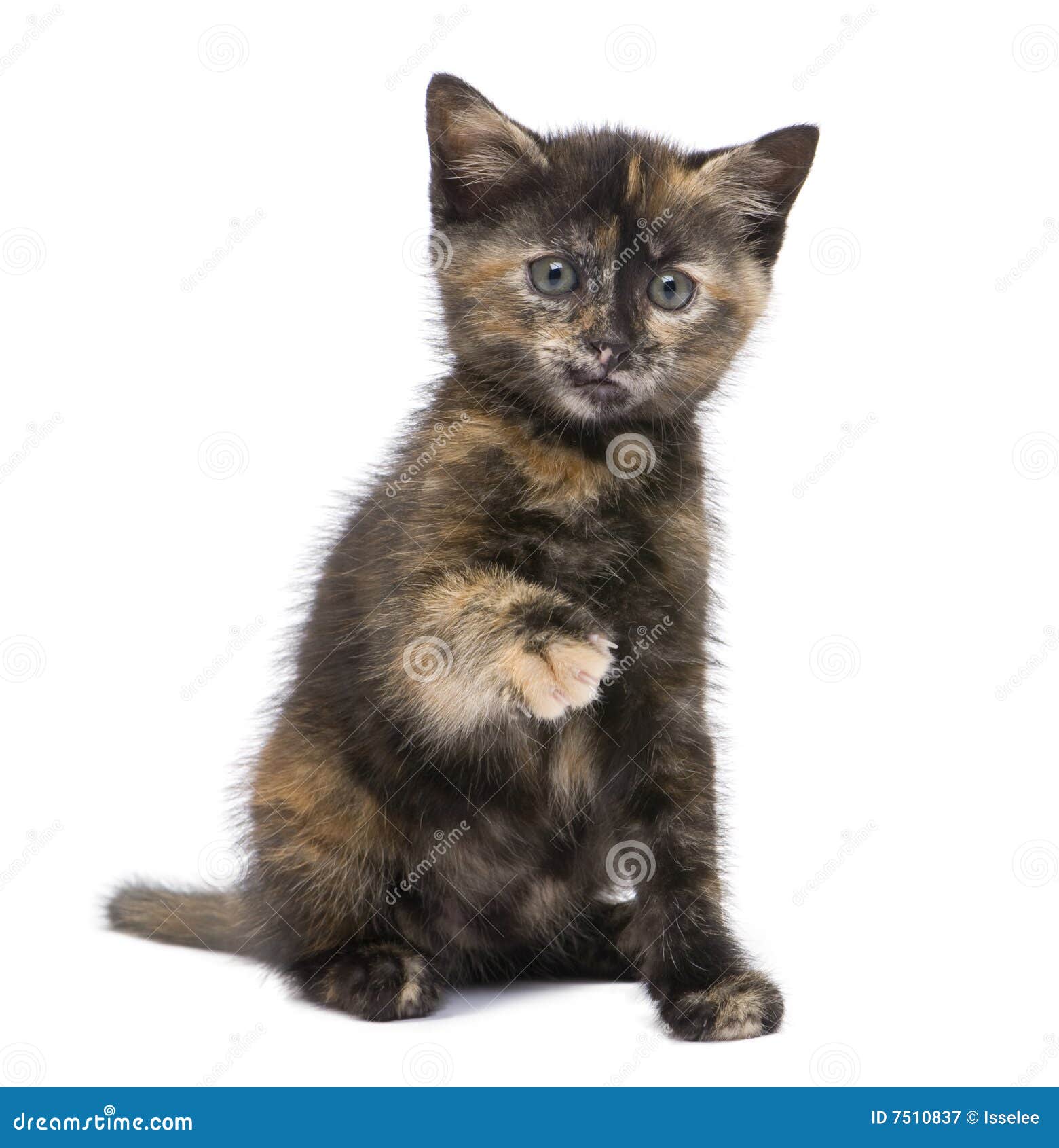 Tortoiseshell Kitten (2 Months) Stock Image - Image of mammal, shot ...