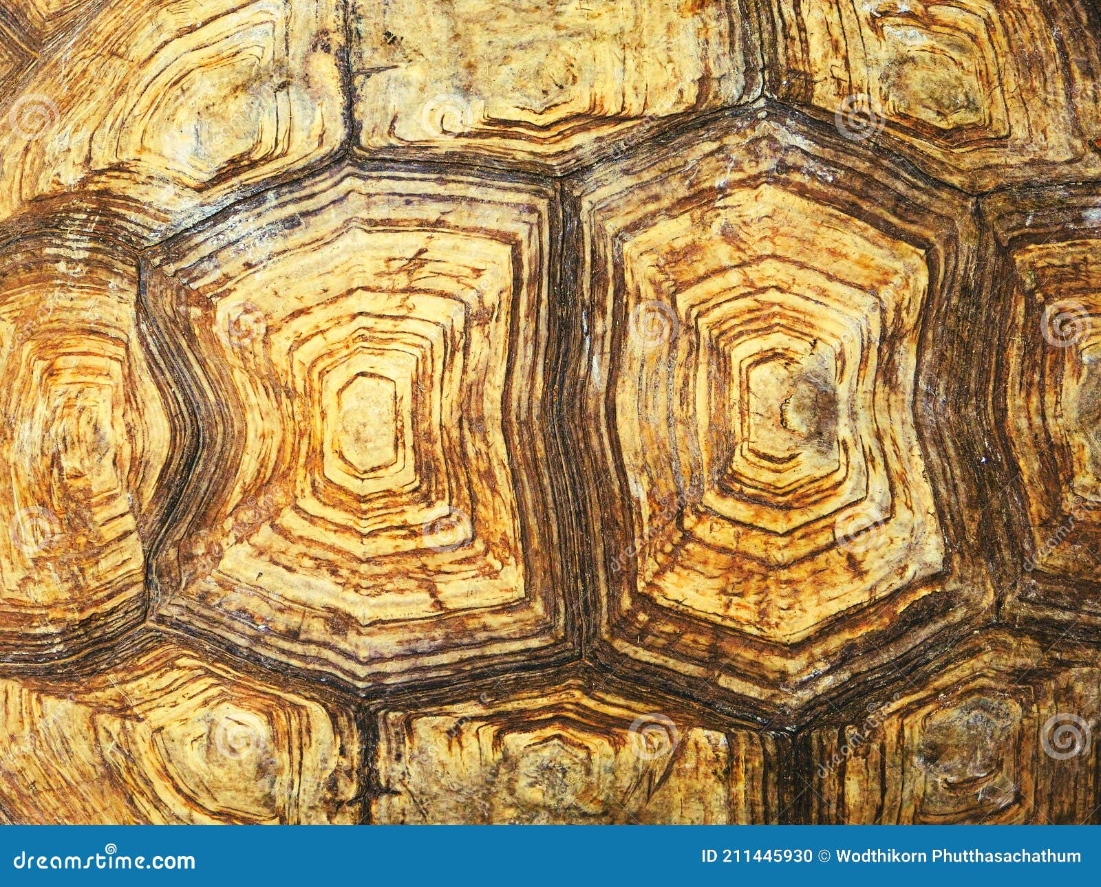 Tortoiseshell Pattern Texture Stock Photo - Image of detail, reptile ...