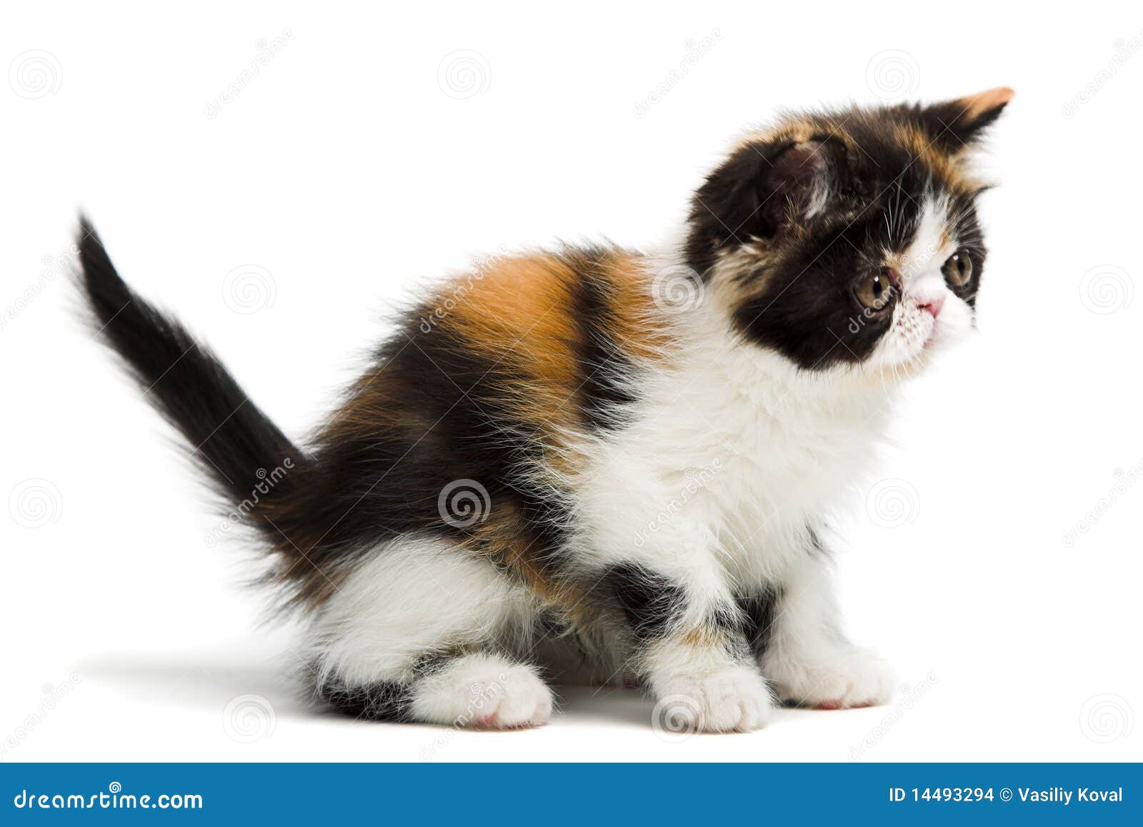 280 Tortoiseshell Persian Cat Photos - Free & Royalty-Free Stock Photos ...