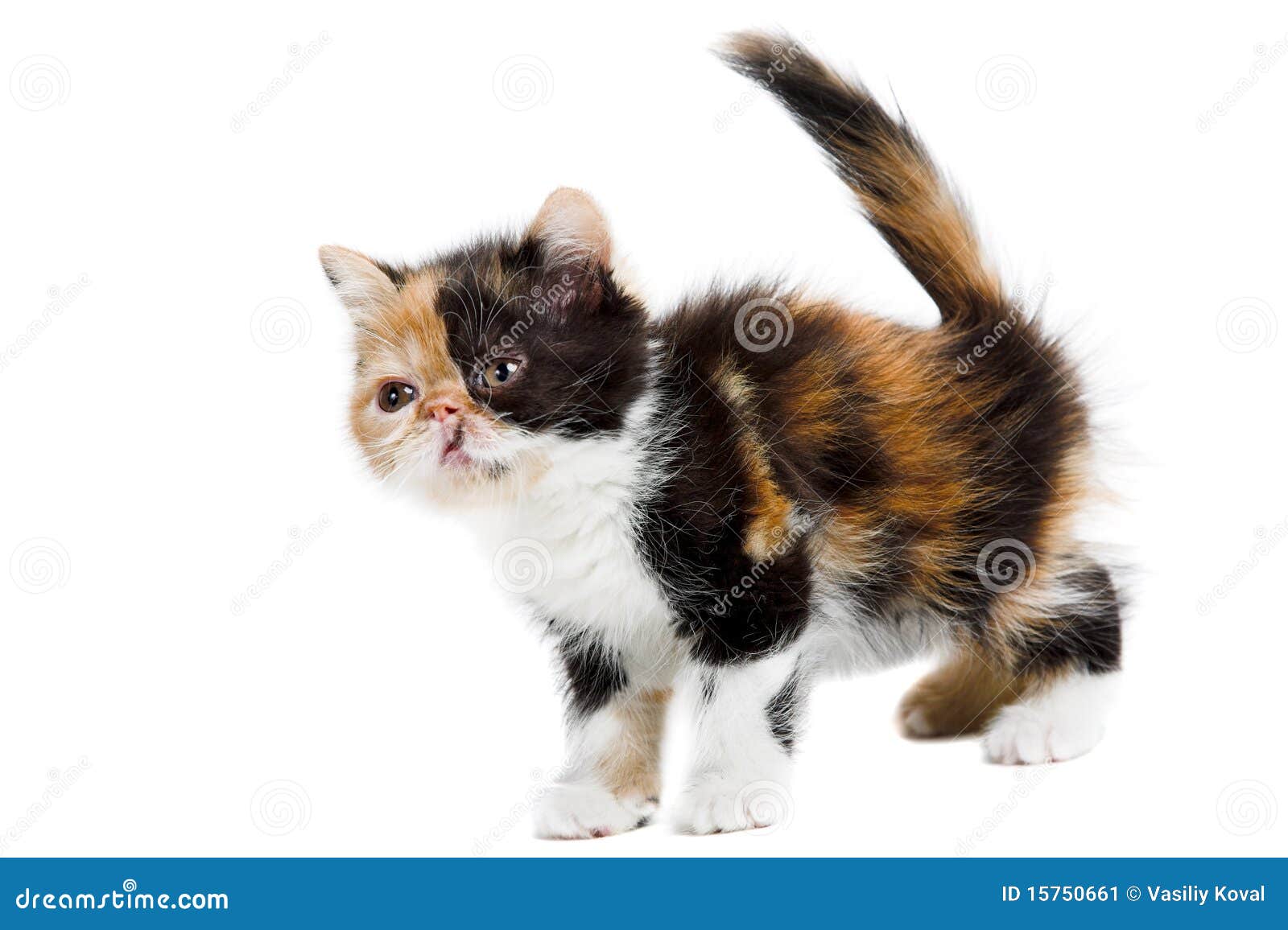 Tortoiseshell persian cat stock image. Image of hair - 15750661