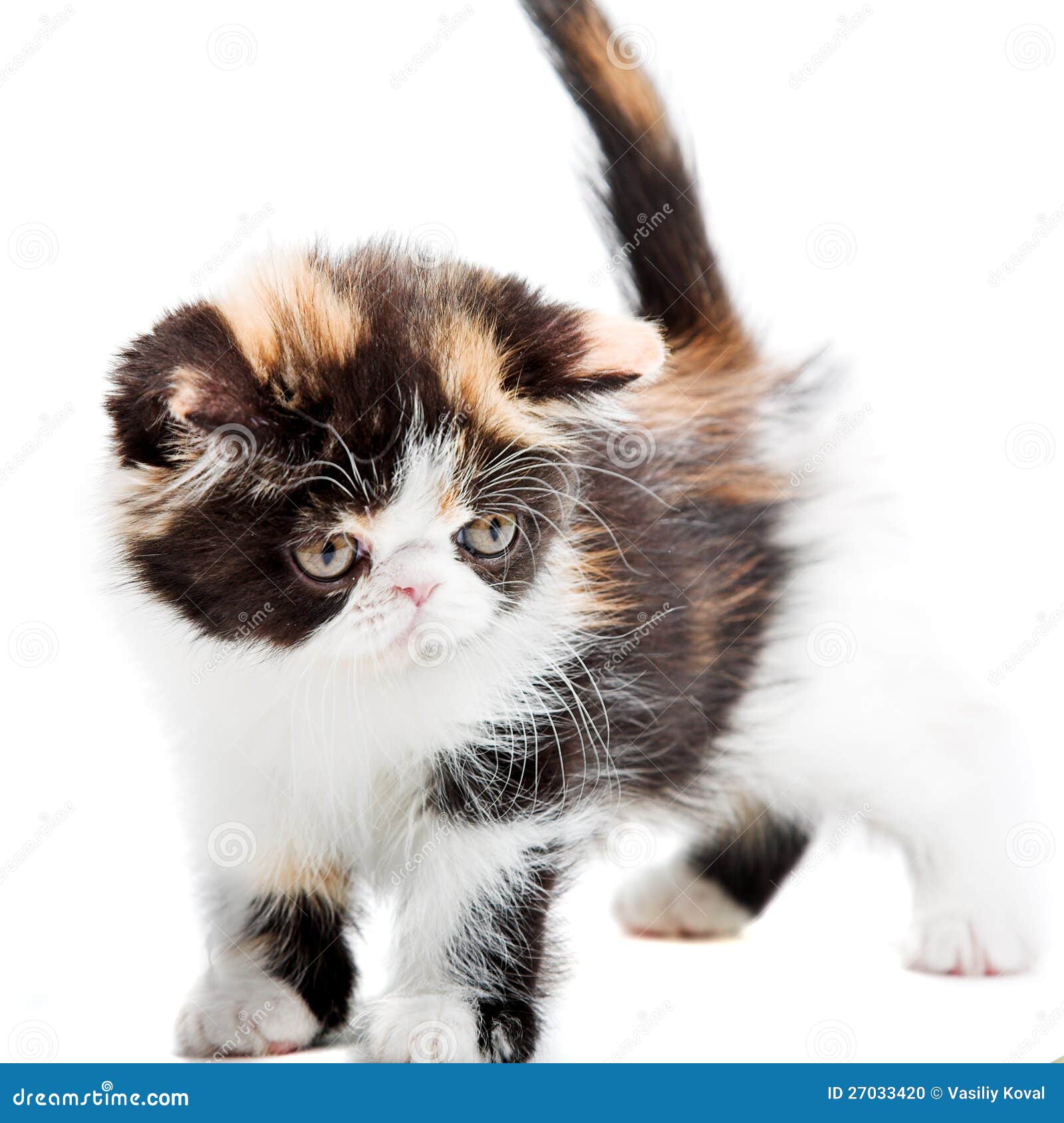 Tortoiseshell persian cat stock photo. Image of domestic - 27033420