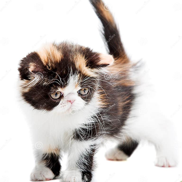 Tortoiseshell persian cat stock photo. Image of domestic - 27033420