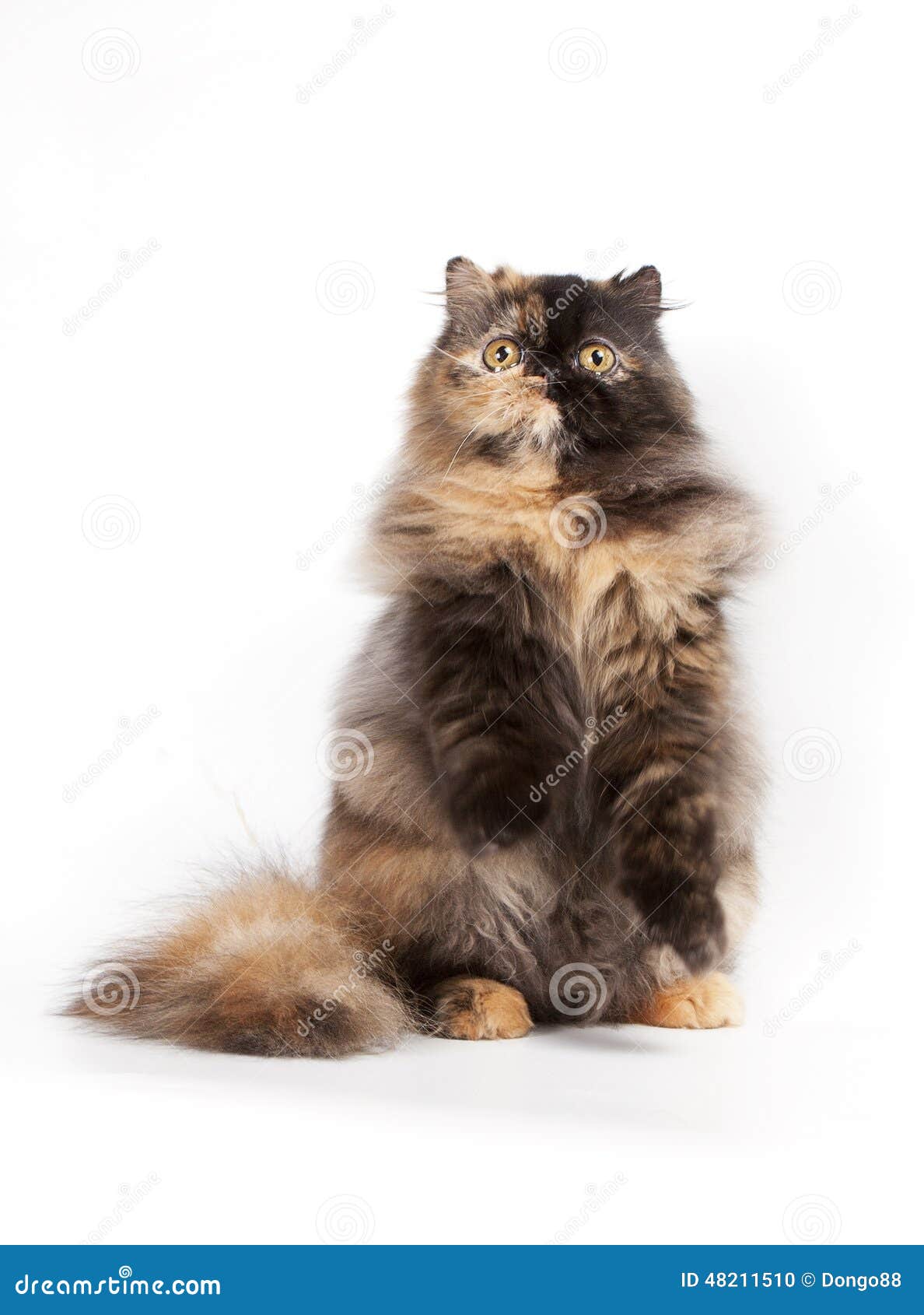 Tortoiseshell Persian stock photo. Image of loving, eyed - 48211510