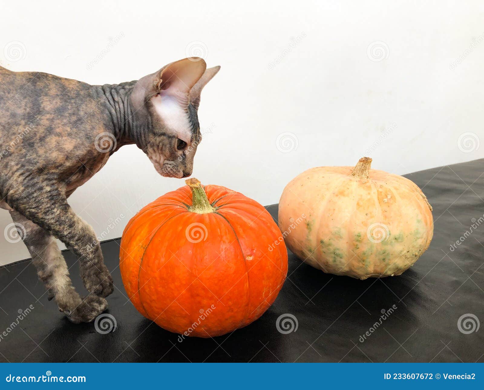 A Tortoiseshell Sphinx Cat Studies Two Pumpkins Stock Photo - Image of ...