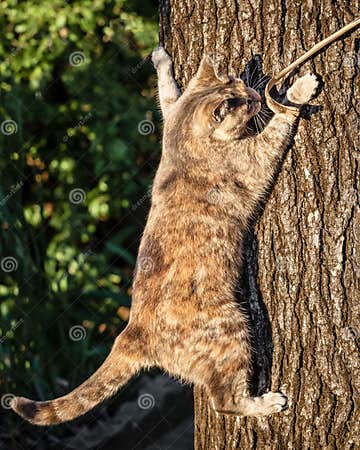 Tortoiseshell Tabby Cat Climbing a Tree Trunk Stock Photo - Image of ...