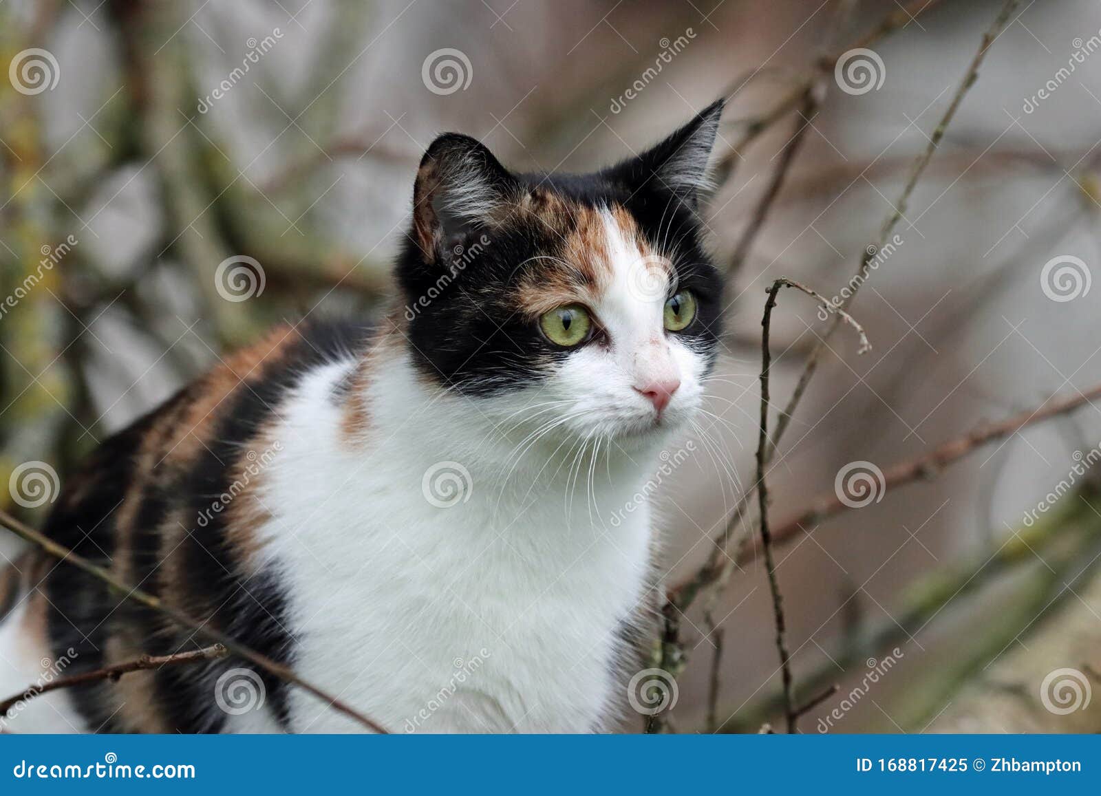 Tortoiseshell And White Cat