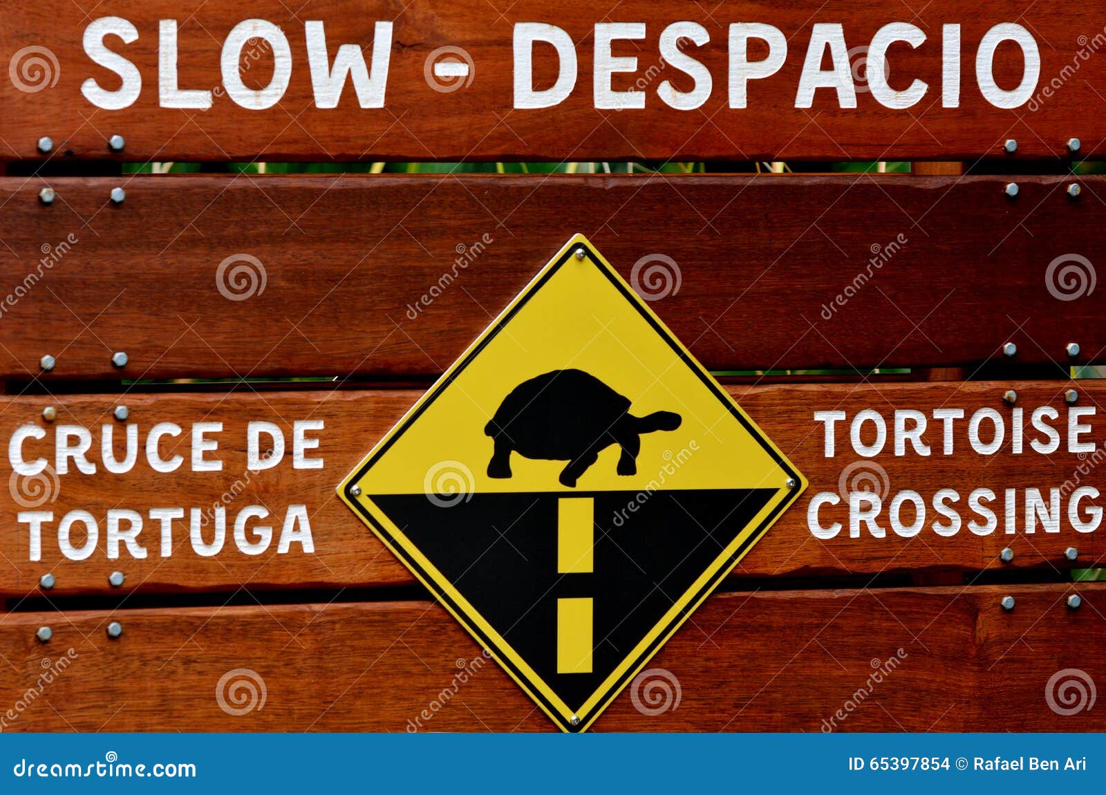 Tortorise Crossing Slow Speed Stock Photo - Image of danger, nature ...