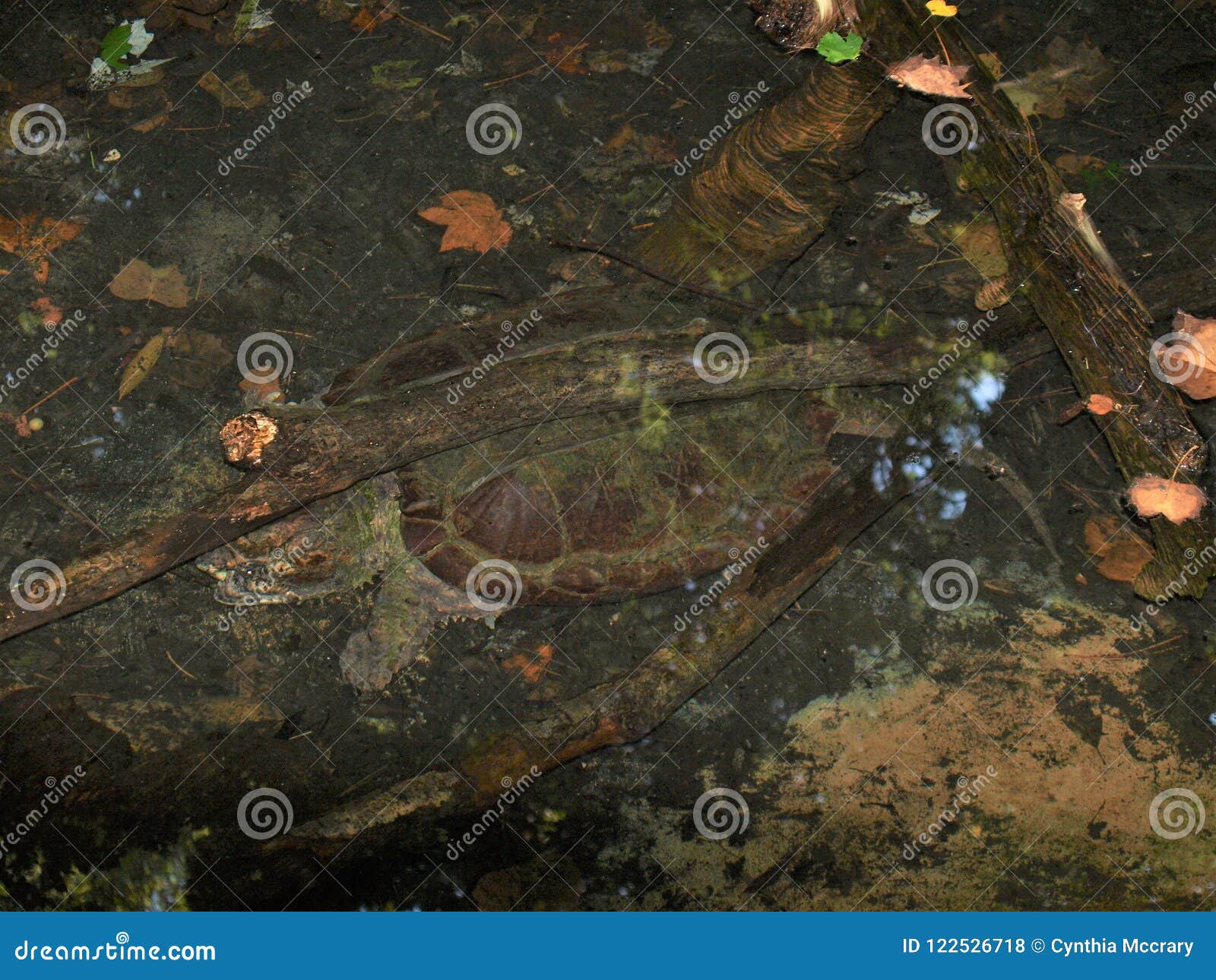 Tortue De Rupture D'alligator Macrochelys Temminckii Photo stock ...