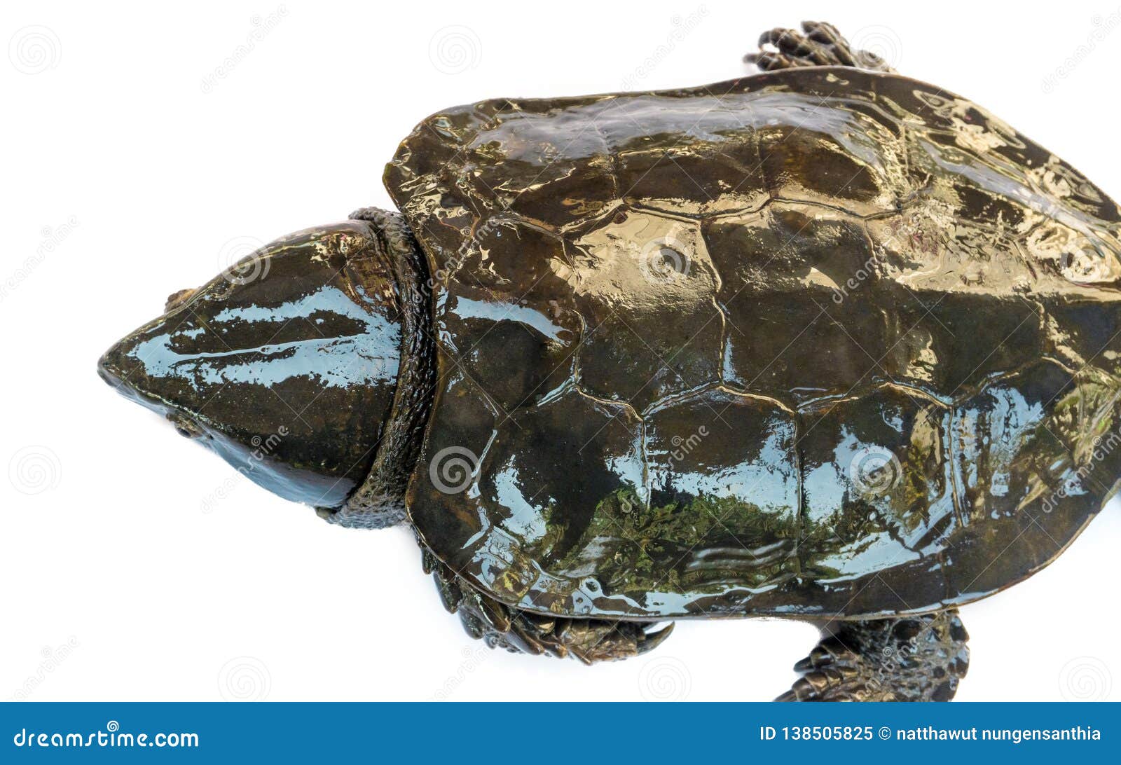 Tortue Et X22 ; Megacephalum& X22 De Platysternon ; Sur Un Fond Blanc ... Tortue Et X22 ; Megacephalum& X22 De Platysternon ; Sur Un Fond Blanc ...