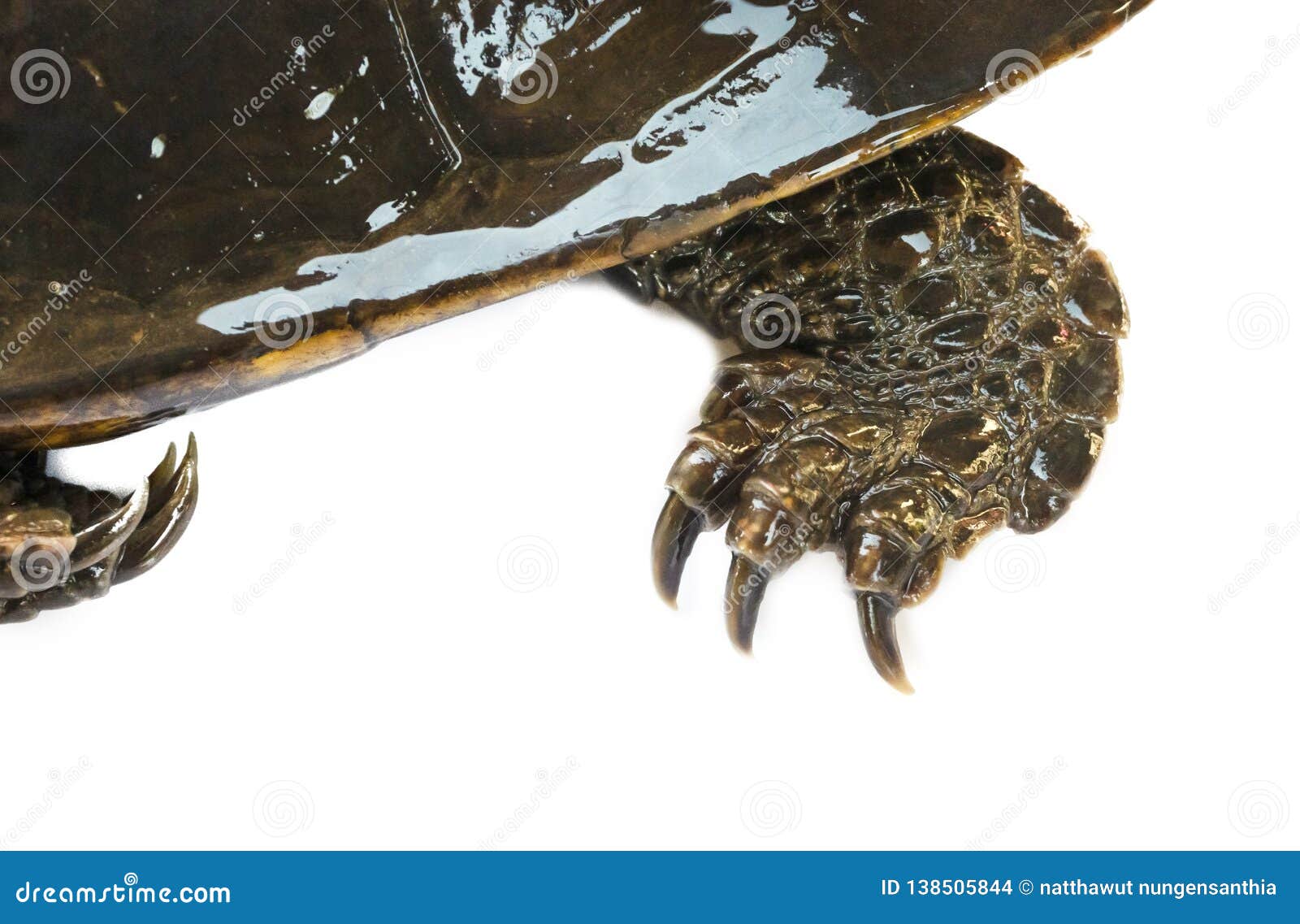 Tortue Et X22 ; Megacephalum& X22 De Platysternon ; Sur Un Fond Blanc ... Tortue Et X22 ; Megacephalum& X22 De Platysternon ; Sur Un Fond Blanc ...