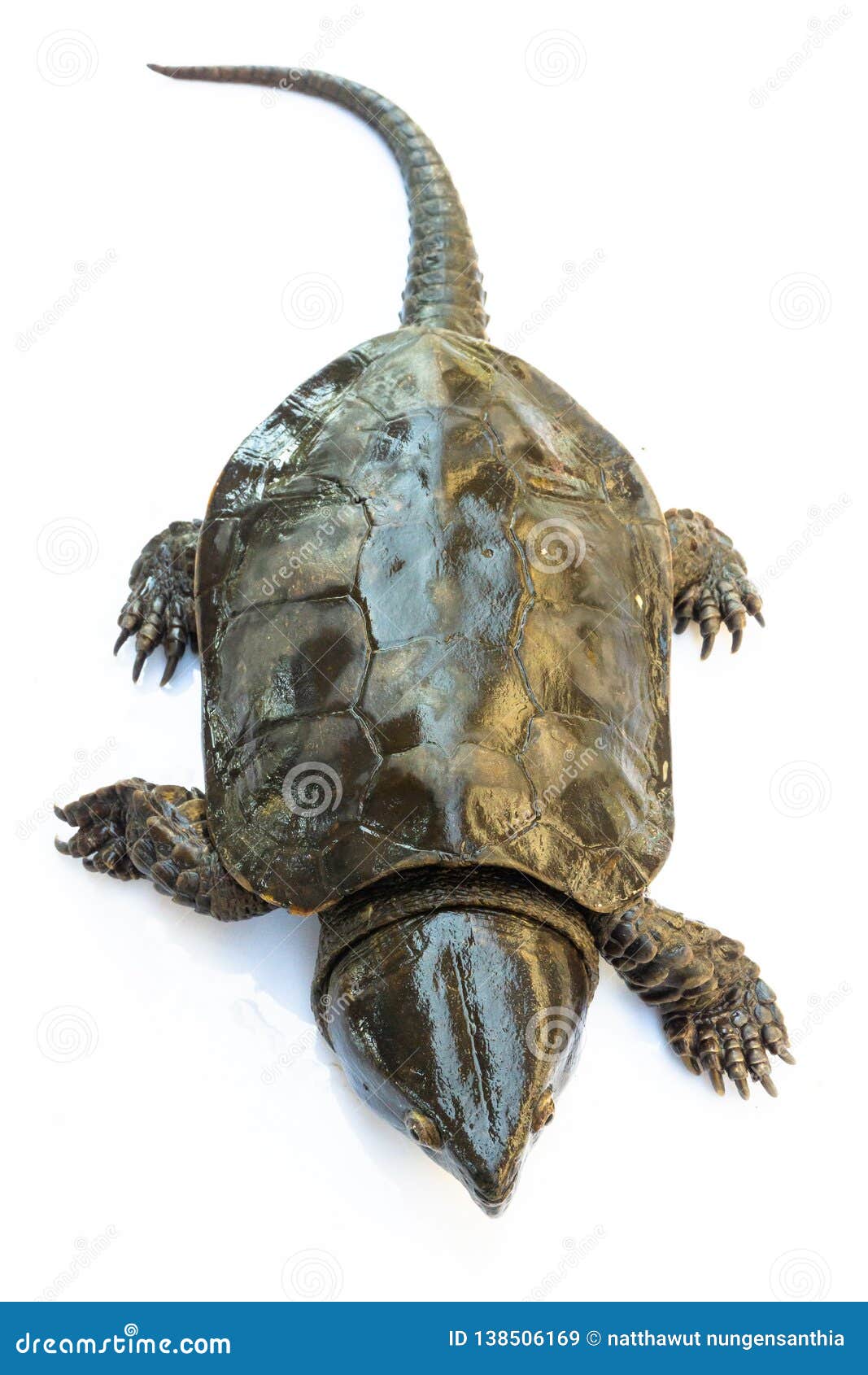 Tortue Et X22 ; Megacephalum& X22 De Platysternon ; Sur Un Fond Blanc ... Tortue Et X22 ; Megacephalum& X22 De Platysternon ; Sur Un Fond Blanc ...
