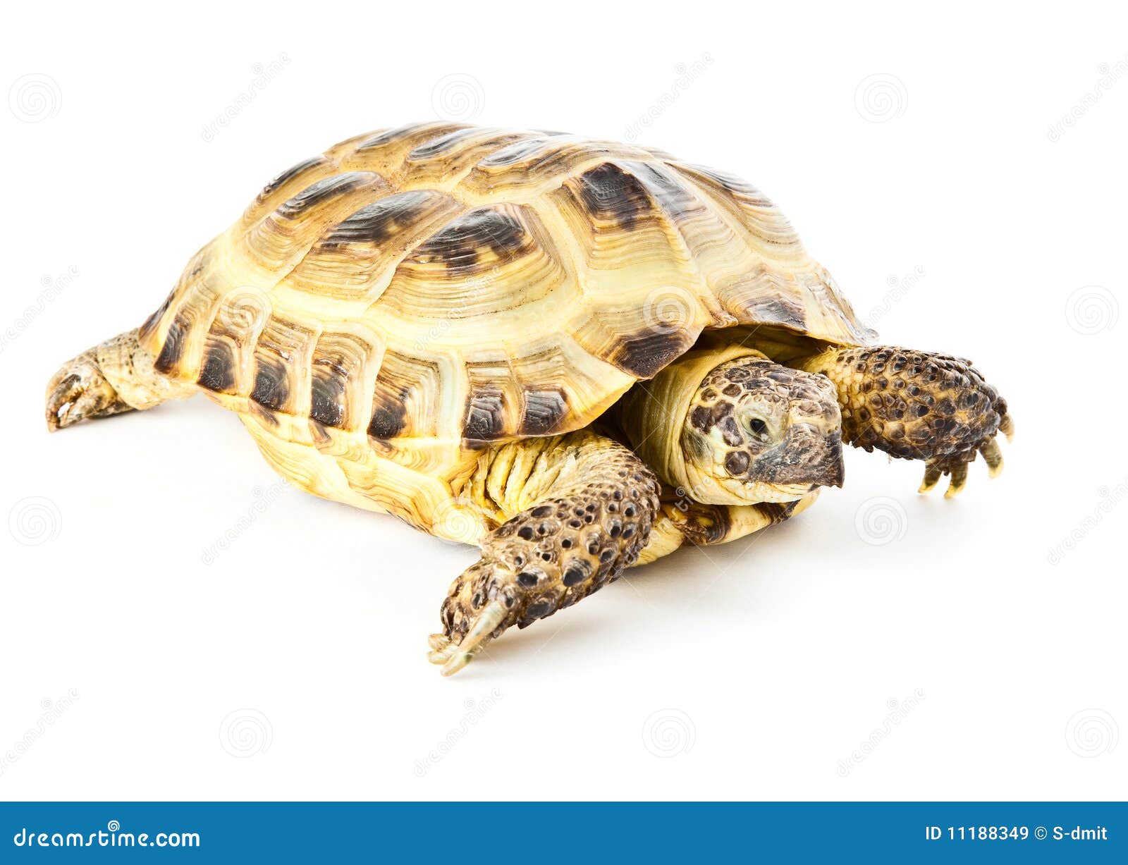 Tortuga imagen de archivo. Imagen de fauna, joven, caminar - 11188349