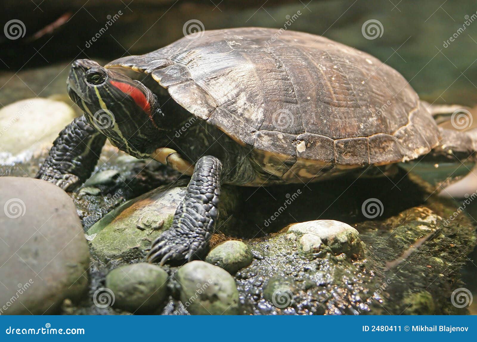 Tortuga acuática 3 imagen de archivo. Imagen de especie - 2480411