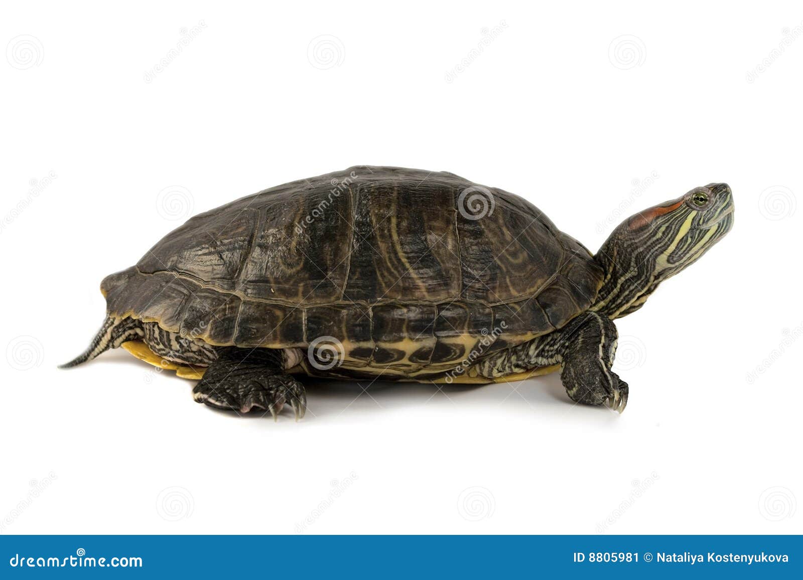 Tortuga acuática imagen de archivo. Imagen de fauna, animales - 8805981