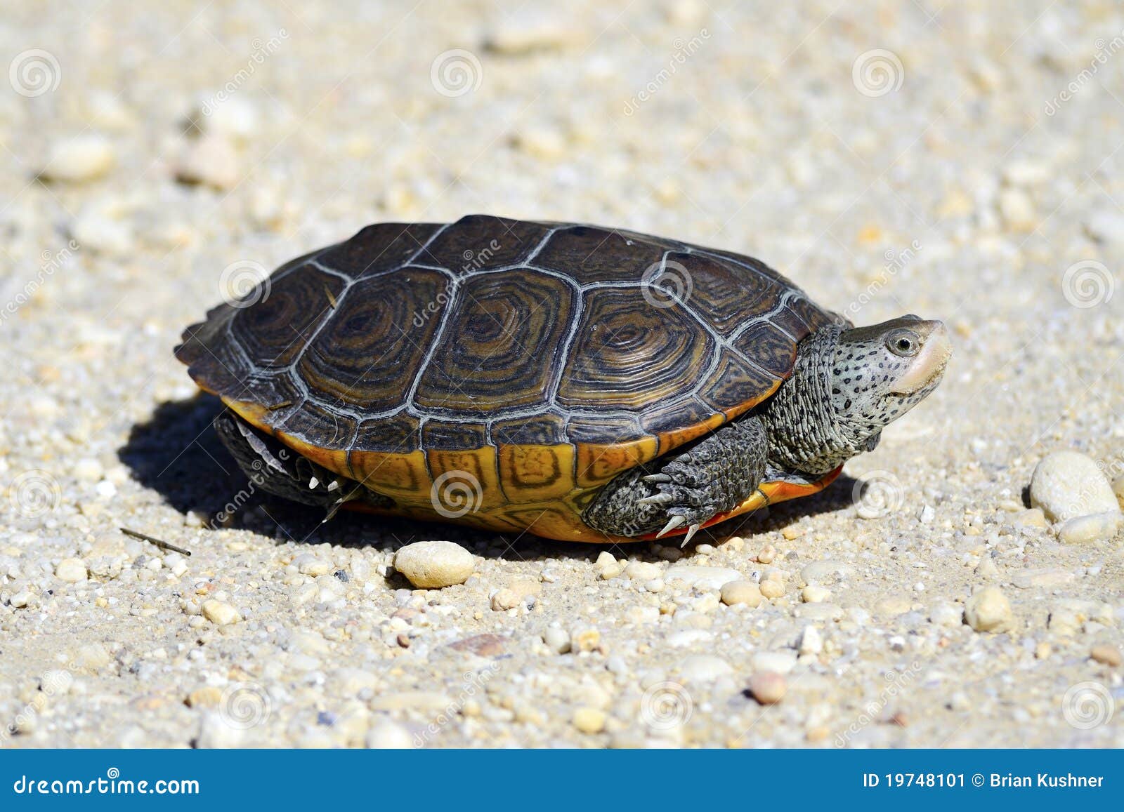 Tortuga Acuática De Diamondback Imagen de archivo - Imagen de diamante ...