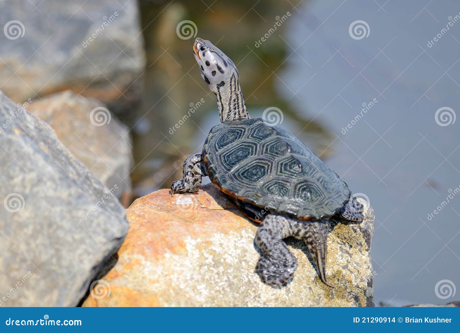 Tortuga Acuática De Diamondback Foto de archivo - Imagen de pantano ...