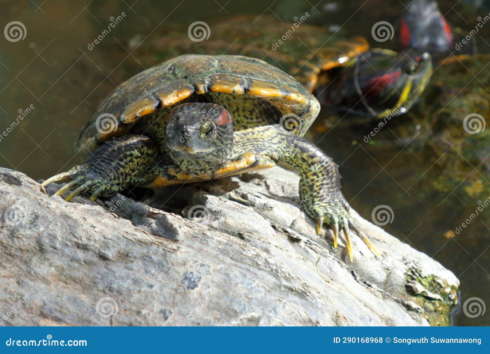 Tortuga Caminando Sobre Piedras Foto de archivo - Imagen de lagarto ...