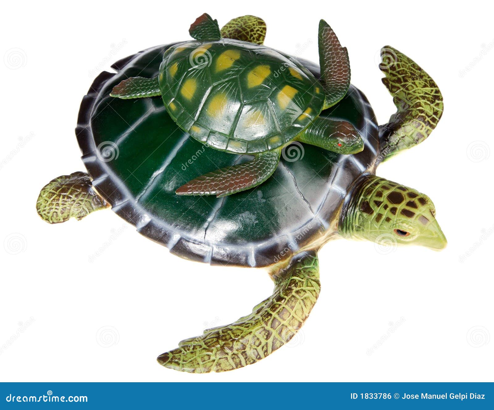 Tortuga con su hijo foto de archivo. Imagen de reptil - 1833786