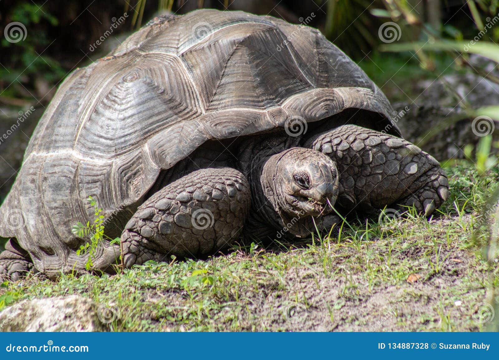 Tortuga de Aldabra foto de archivo. Imagen de cara, salvaje - 134887328