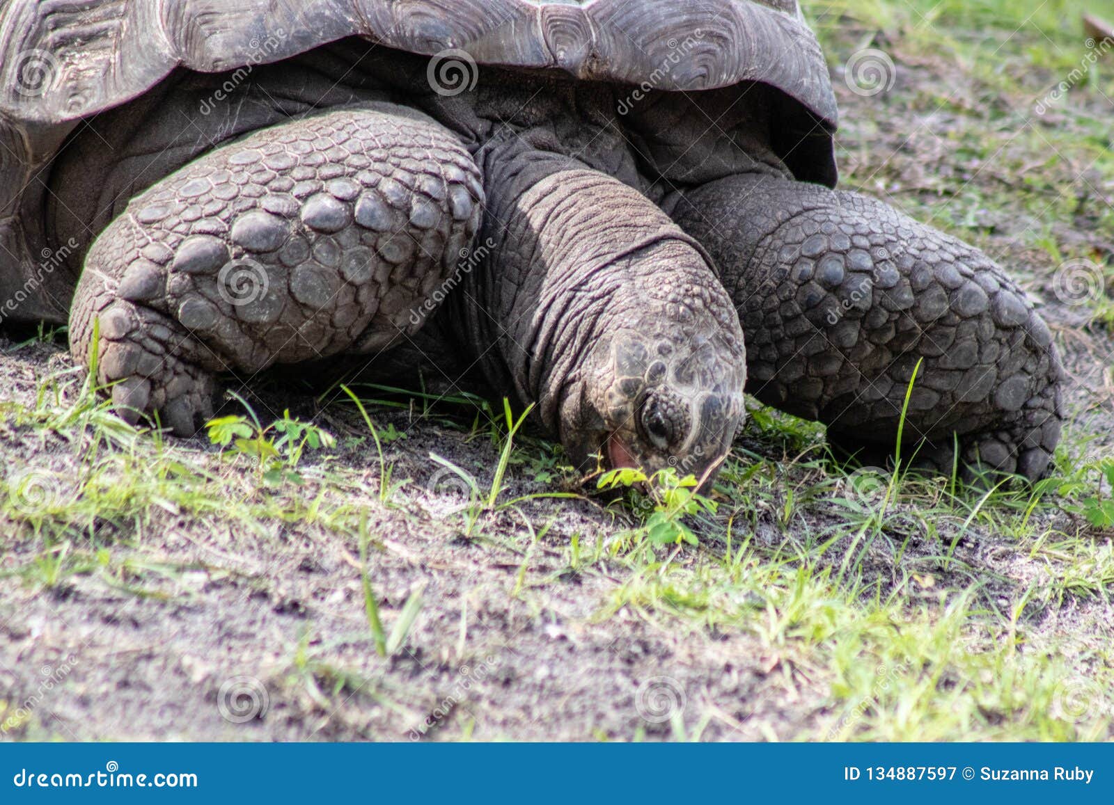 Tortuga de Aldabra imagen de archivo. Imagen de exterior - 134887597