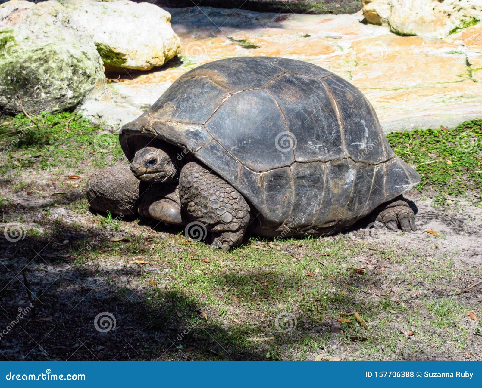 Tortuga de Aldabra foto de archivo. Imagen de lento - 157706388